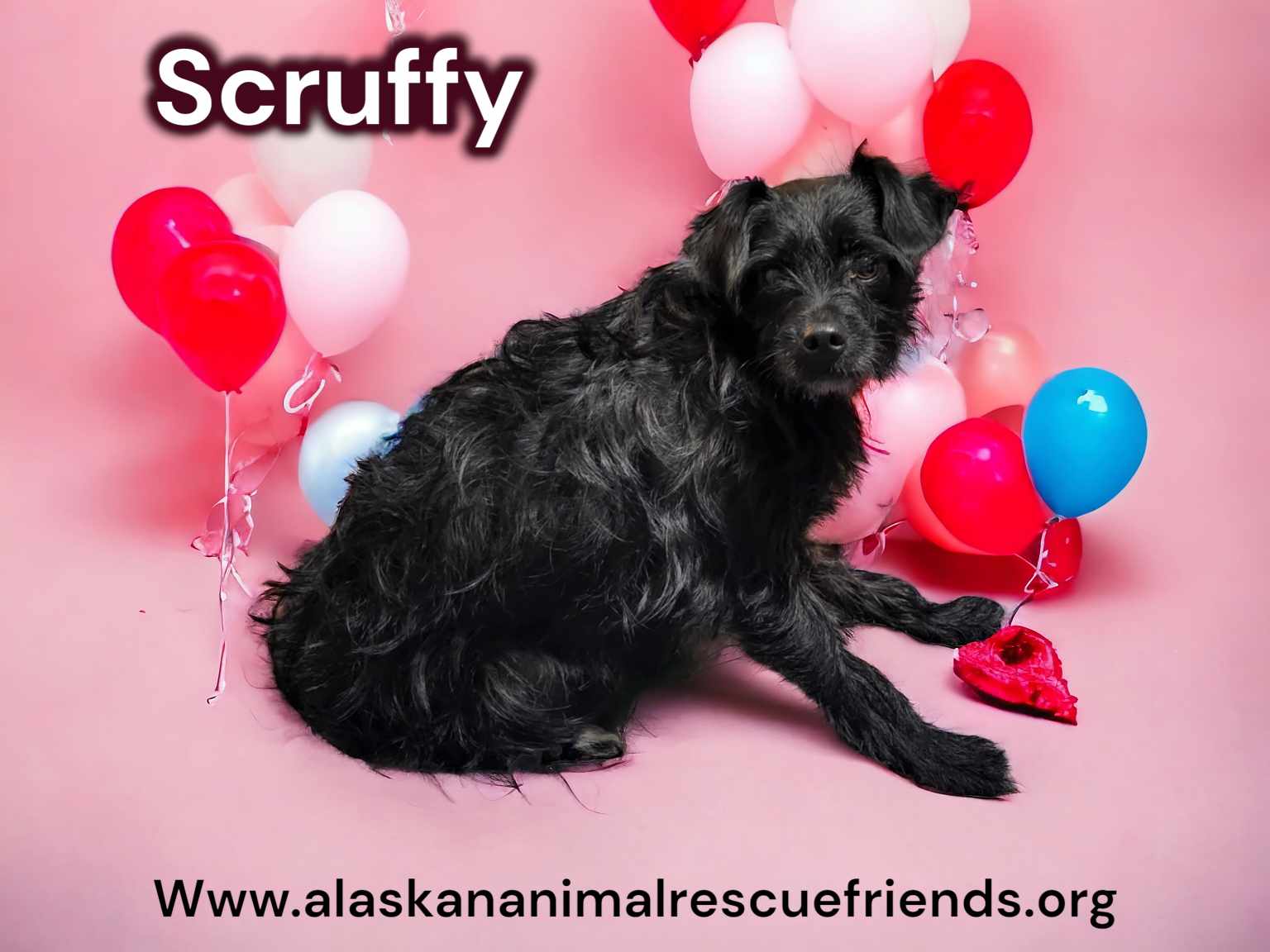 Dog adoption in Anchorage, AK 99507: Terrier / Mixed Dog "Scruffy"