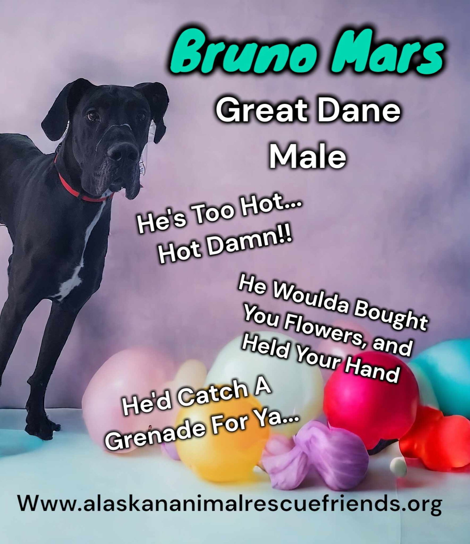 Dog for Adoption - Bruno Mars, a Great Dane in Anchorage Municipality ...