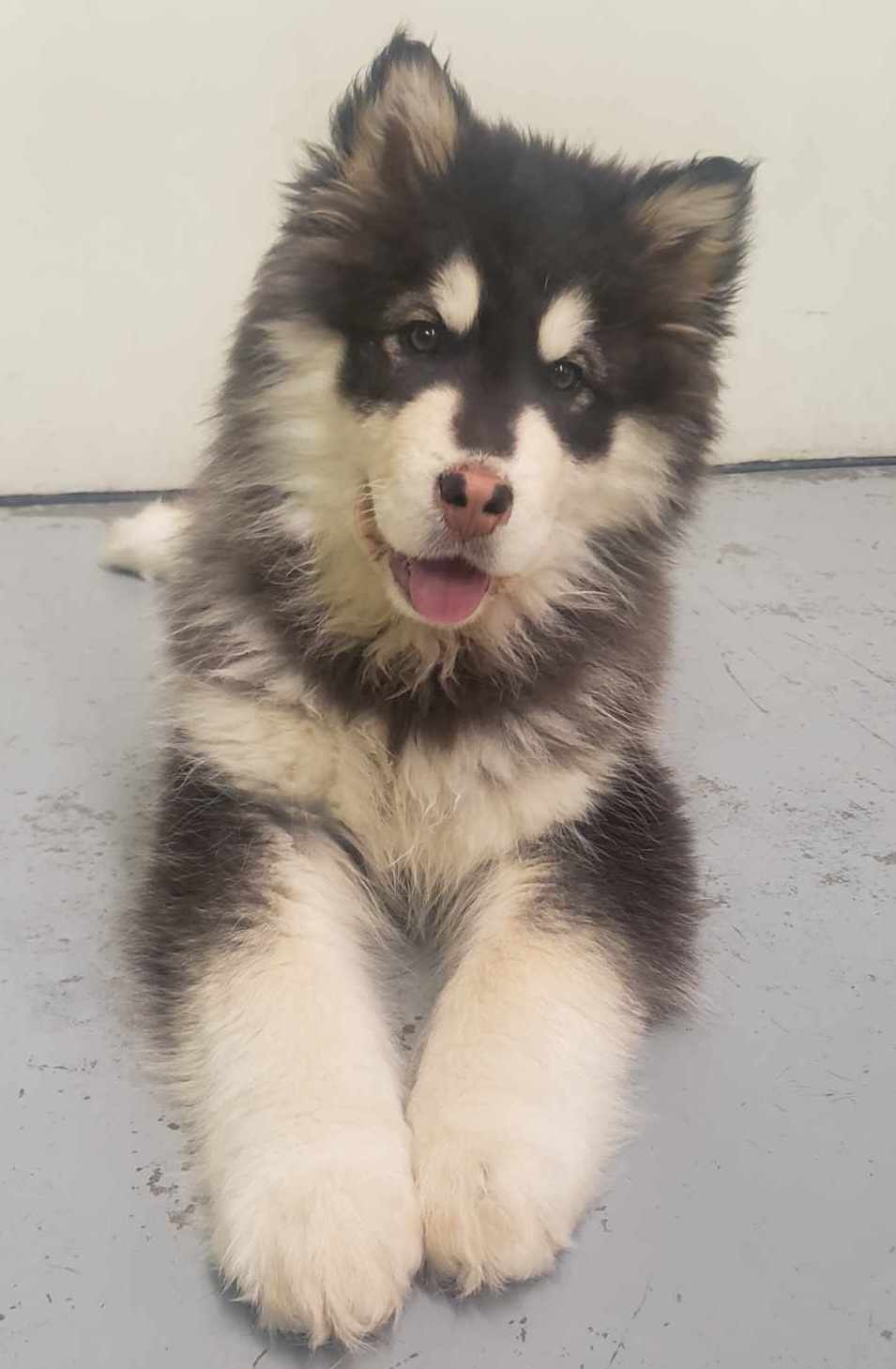 Dog for Adoption - Coho, a Alaskan Malamute in Lakes, AK | Alpha Paw