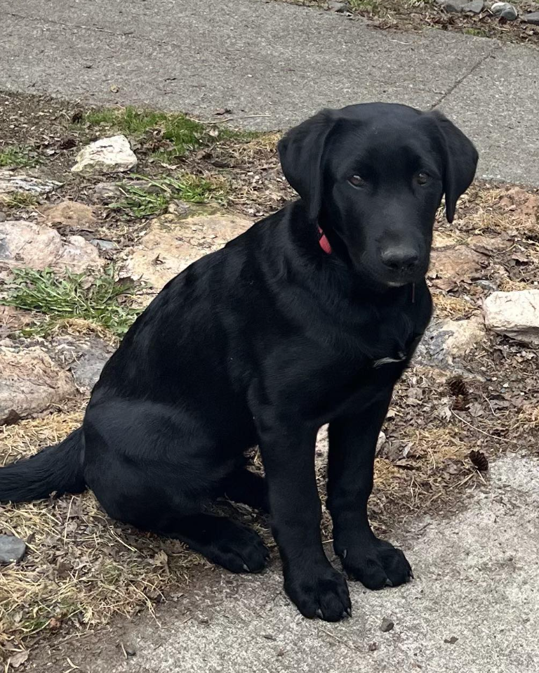 Dog for Adoption - Cooper, a Labrador Retriever in Gateway, AK | Alpha Paw