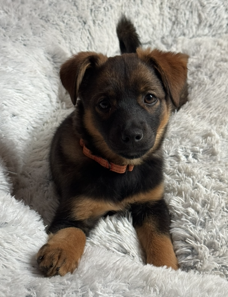 Dog for Adoption - Everest, a Labrador Retriever in Lakes, AK | Alpha Paw