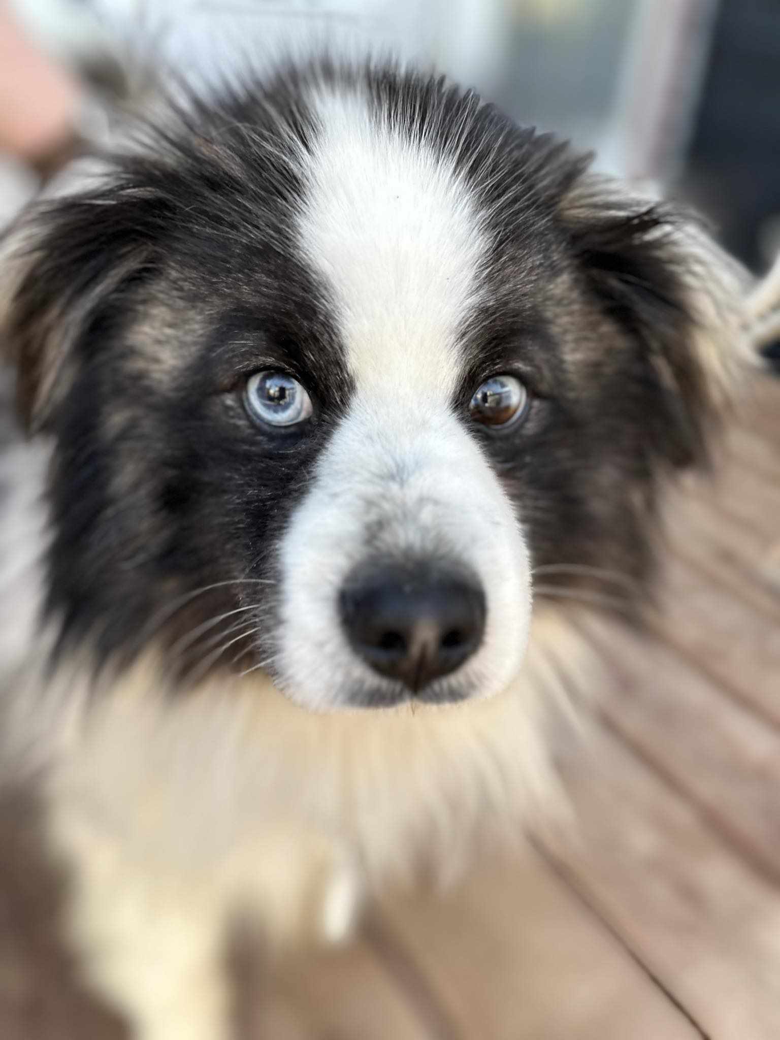 Dog for Adoption - Badger, a Alaskan Klee Kai in Anchorage, AK | Alpha Paw
