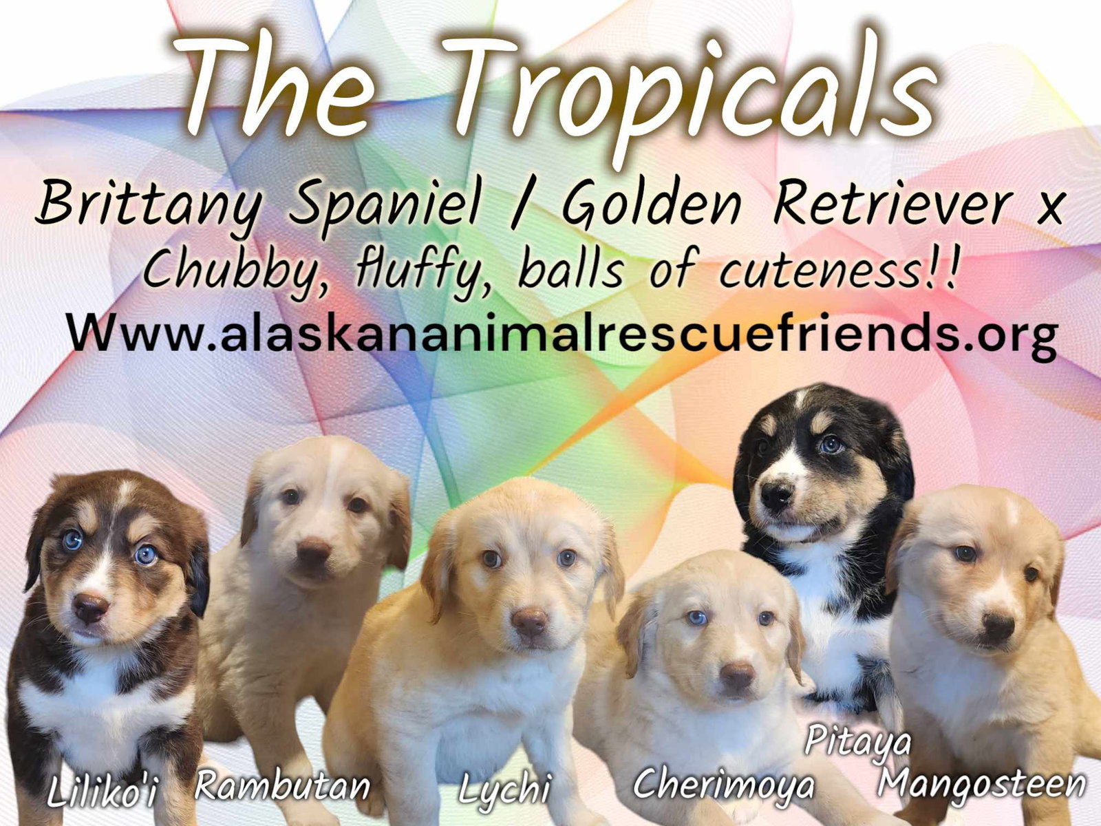 Dog for Adoption - The Tropicals Litter, a Brittany in Lakes, AK ...
