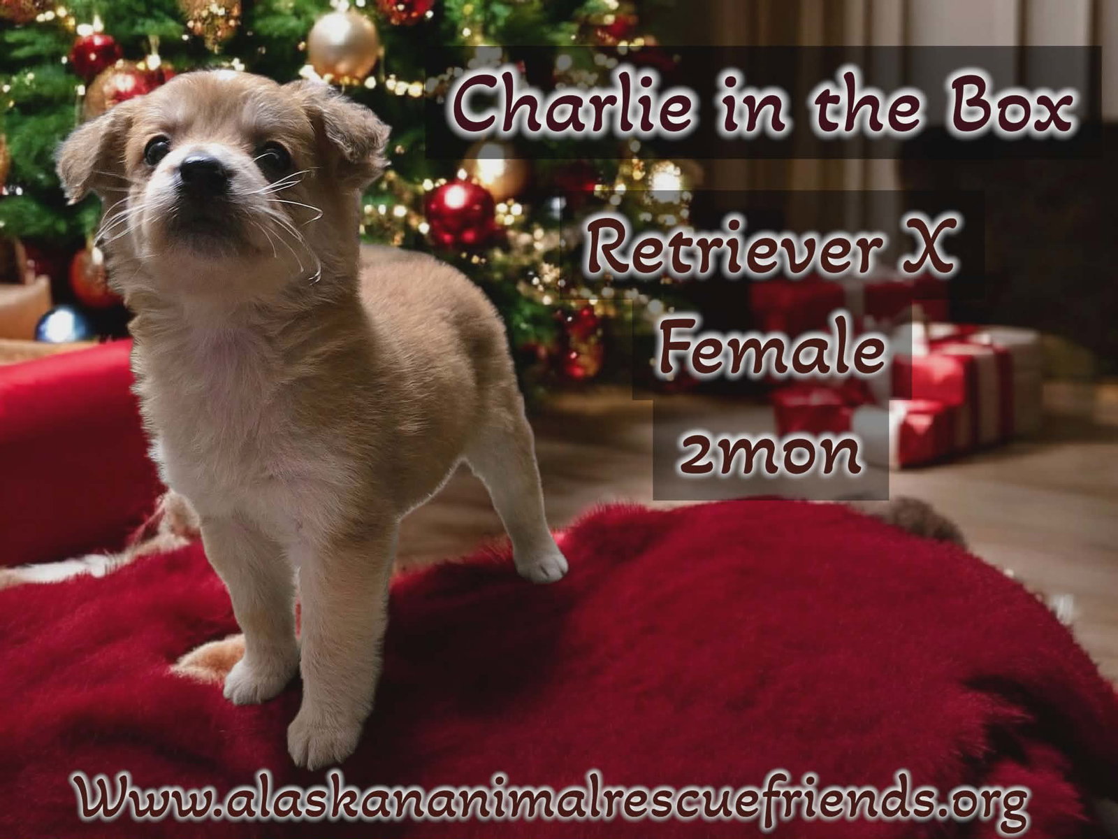 Dog adoption in Anchorage, AK 99507: Retriever / Mixed Dog "Charlie in ...
