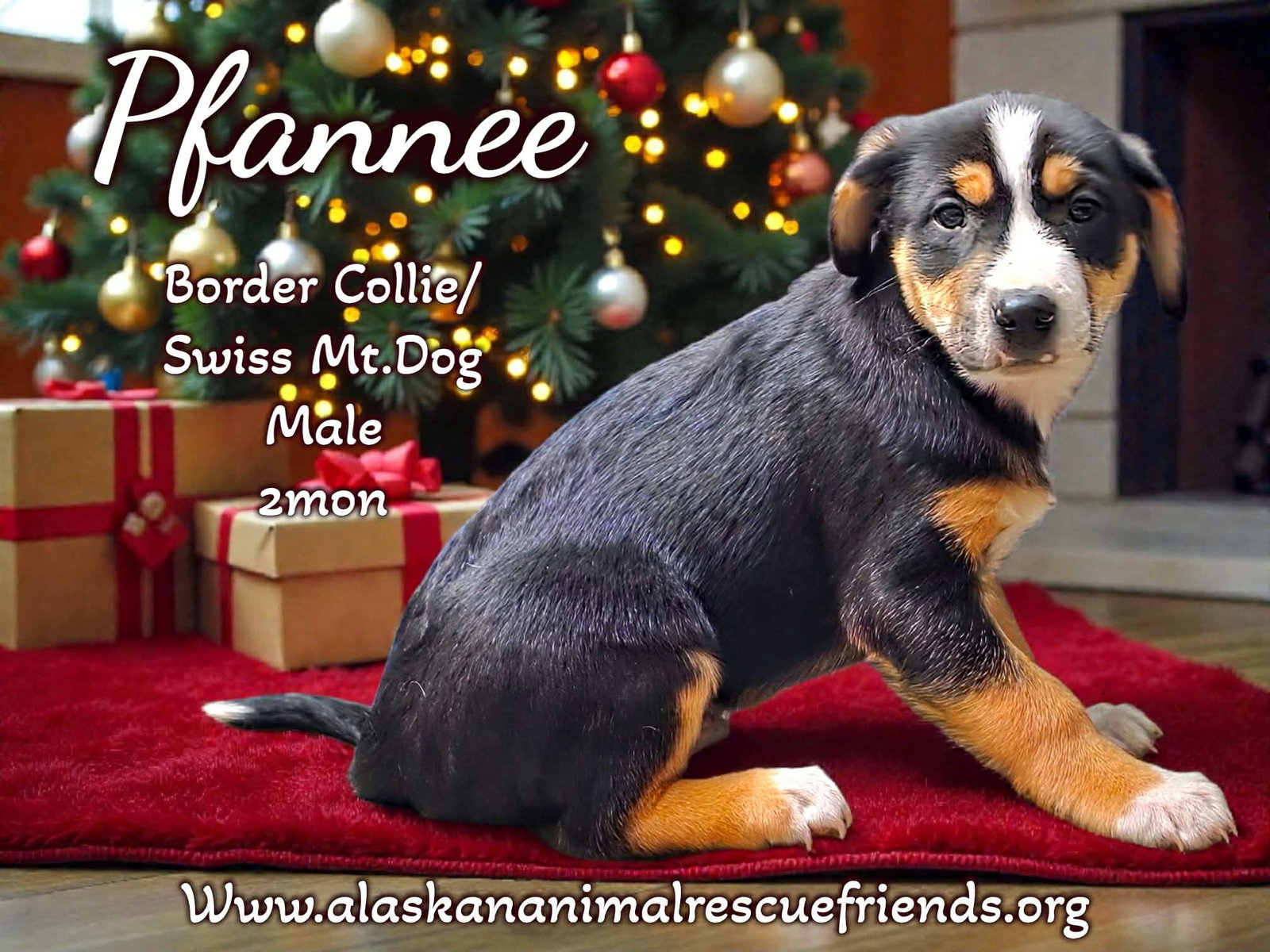 Dog adoption in Anchorage, AK 99507: Collie / Mountain Dog / Mixed Dog ...