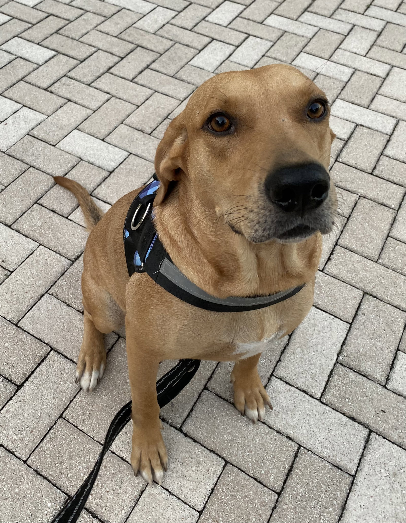 Dog for Adoption - Toby (Luke), a Yellow Labrador Retriever in ...