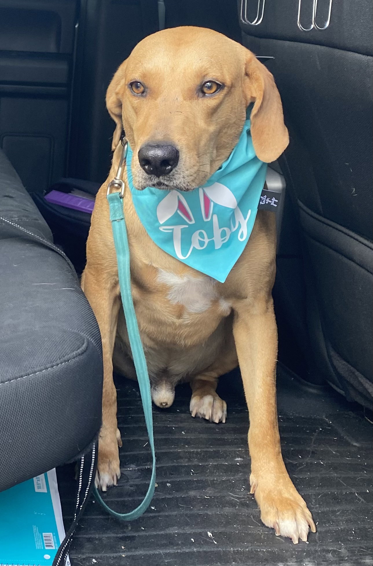 Dog for Adoption - Toby (Luke), a Yellow Labrador Retriever in ...
