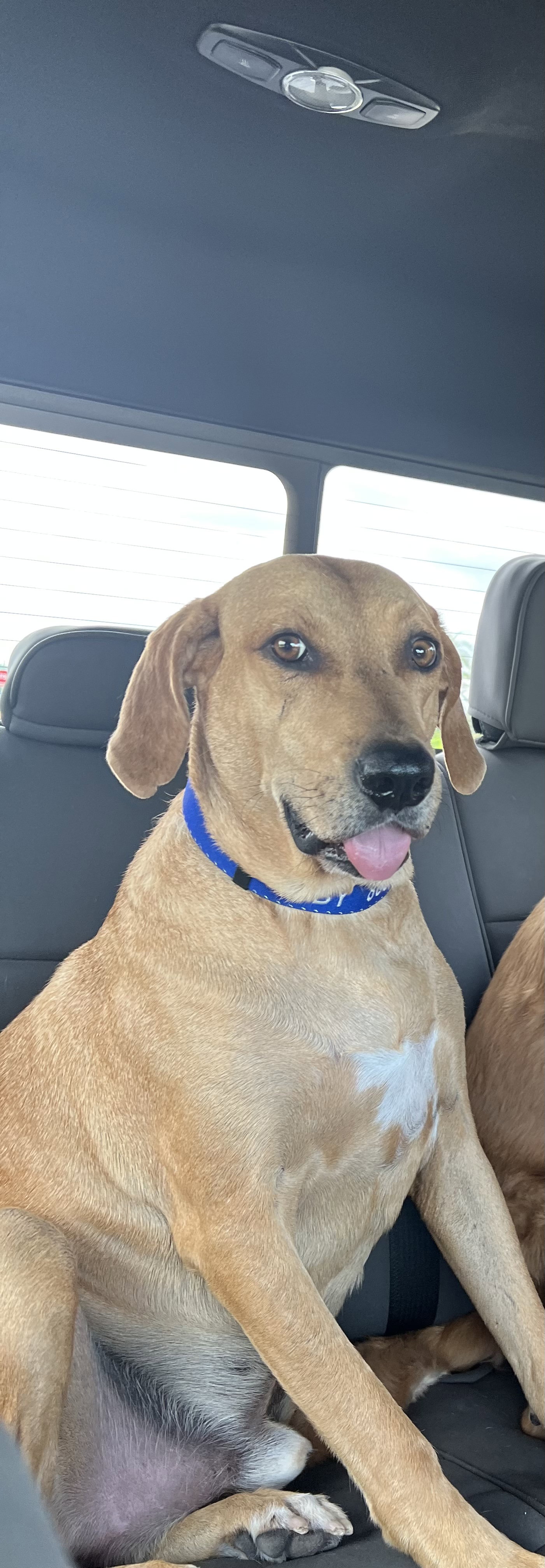 Dog for Adoption - Toby (Luke), a Yellow Labrador Retriever in ...