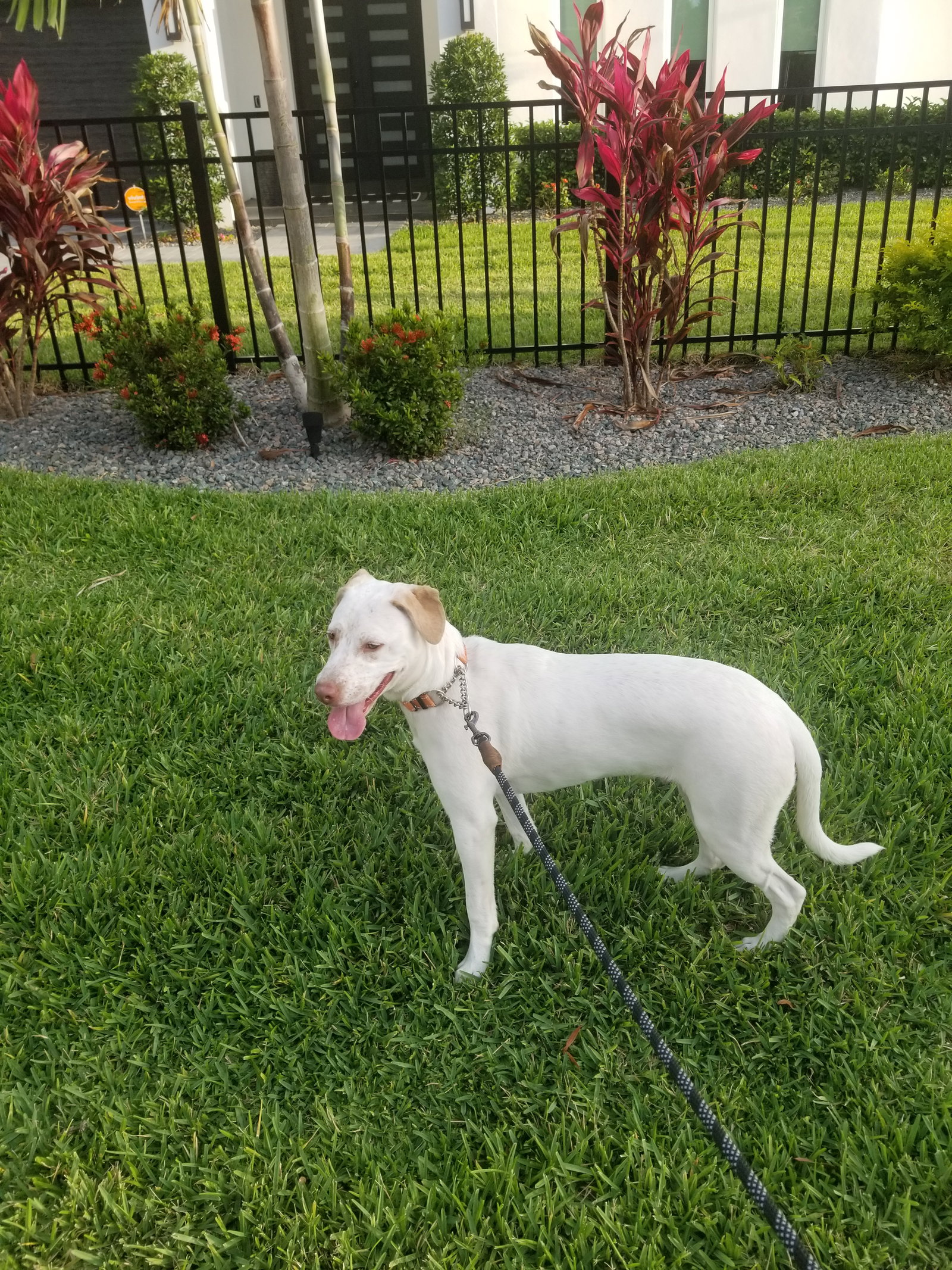 Dog for Adoption - Apollo, a English Pointer in Volusia County, FL ...