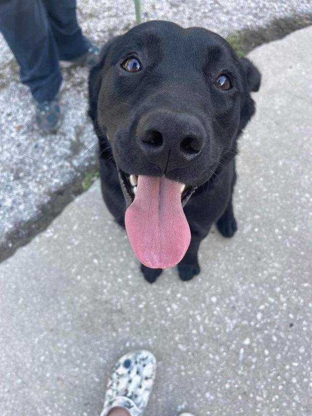 Dog for Adoption - Cole, a Labrador Retriever in Bay Pines, FL | Alpha Paw
