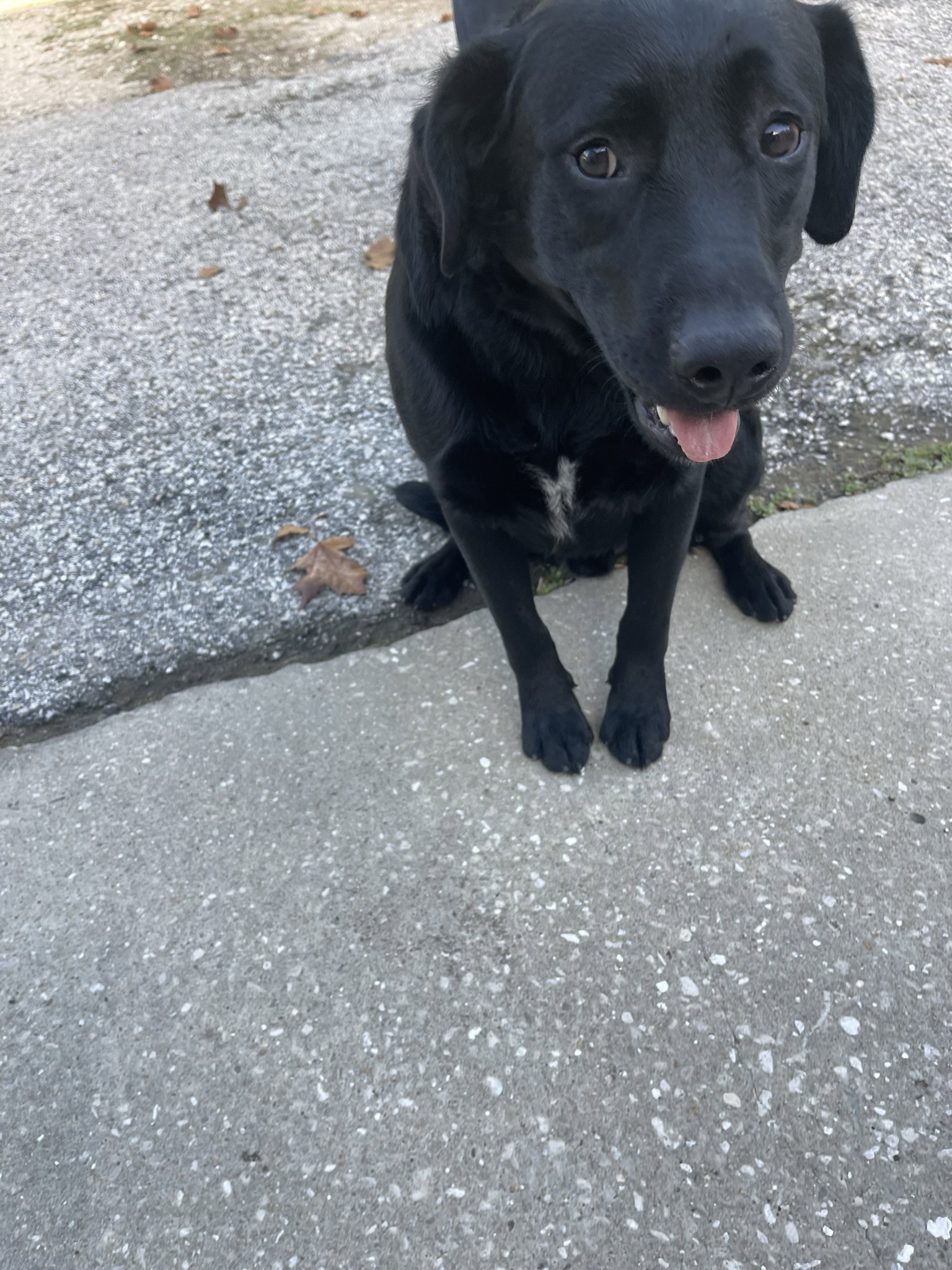Dog for Adoption - Cole, a Labrador Retriever in Bay Pines, FL | Alpha Paw