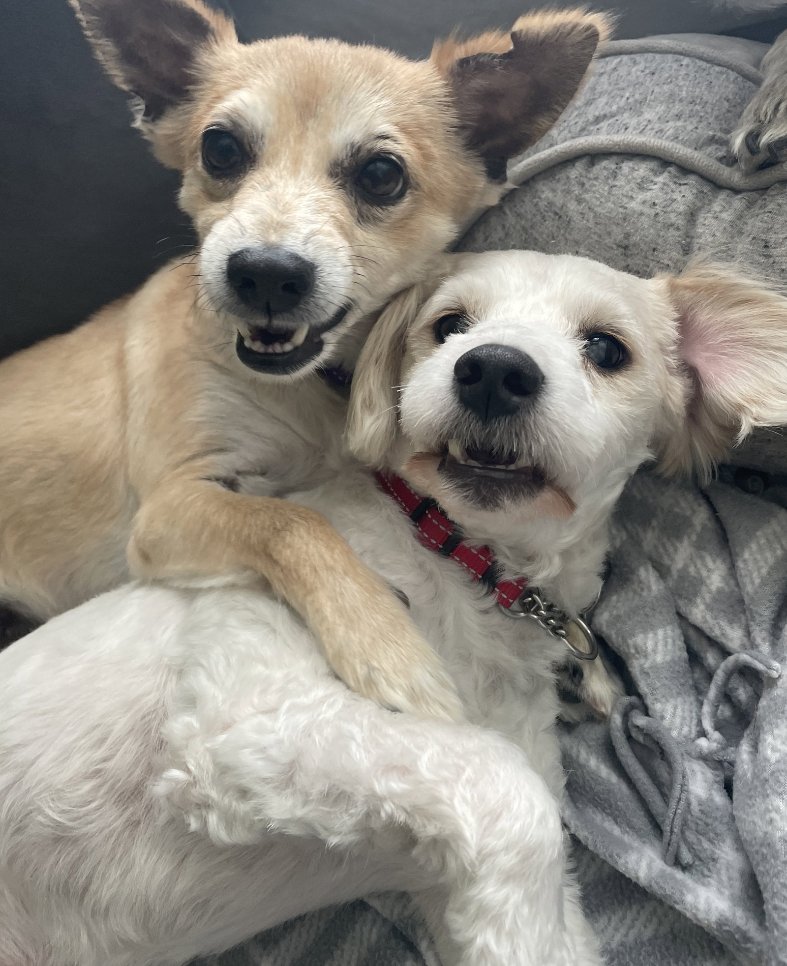 Dog for Adoption - Precious Girl (Bonded Pair with Snowball), a ...