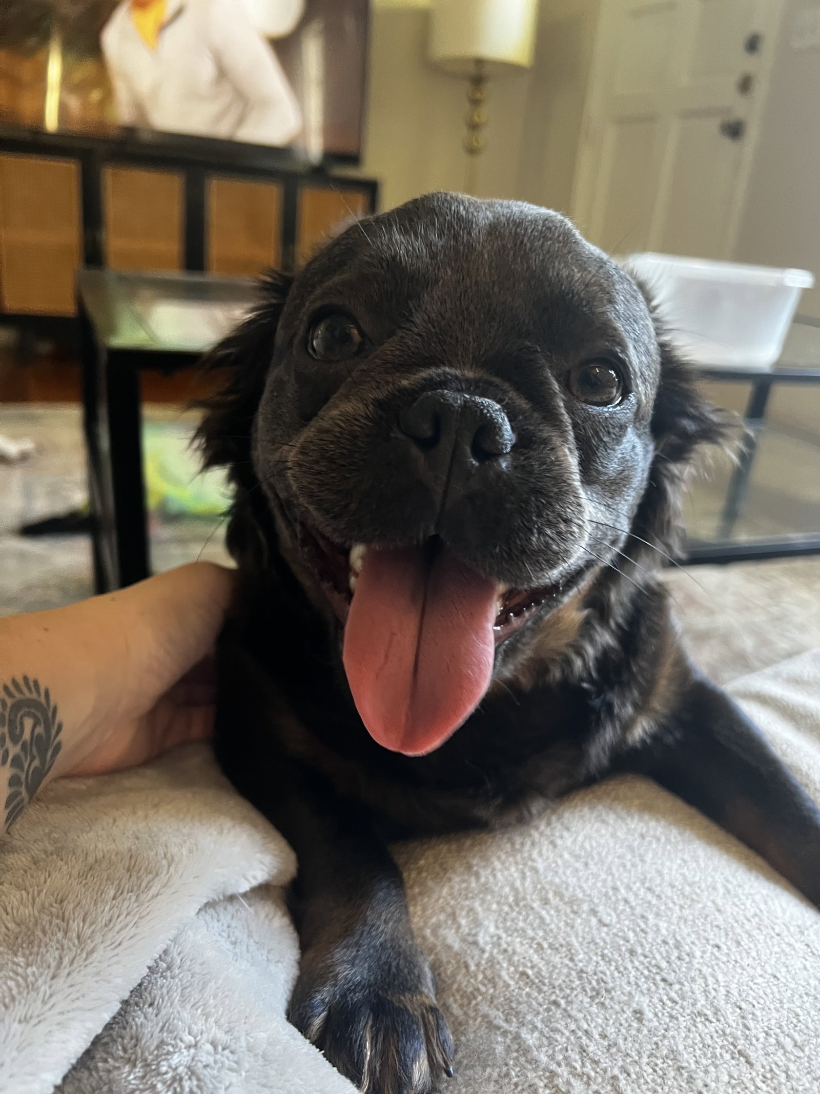 Dog for Adoption - Maya (Fluffy), a French Bulldog in Thonotosassa, FL ...