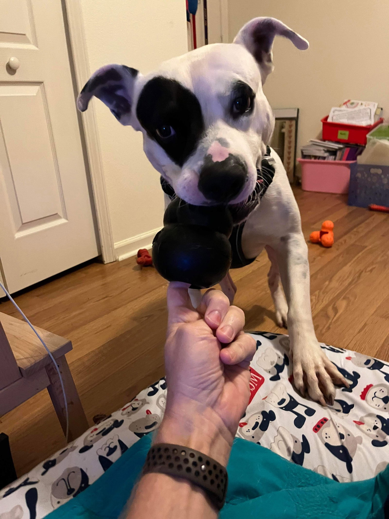Dog for Adoption - Mr Meaty, a American Staffordshire Terrier in Madeira Beach, FL | Alpha Paw