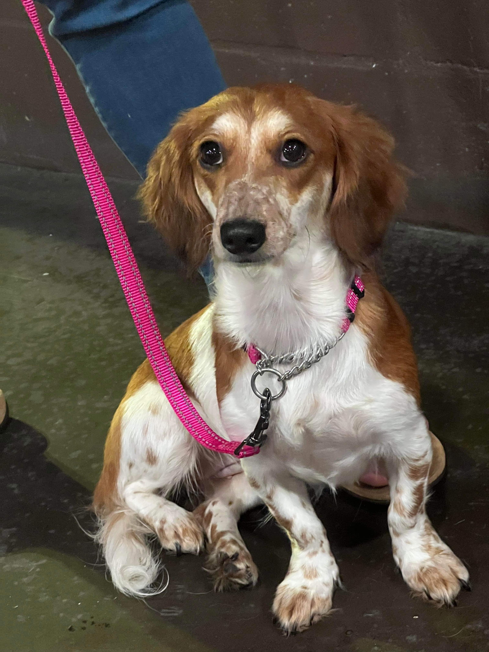 Dog for Adoption - Maple, a Dachshund in Dundee, FL | Alpha Paw