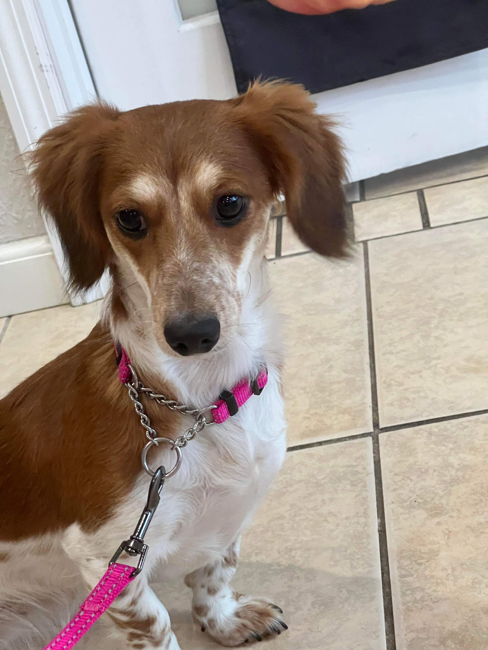Dog for Adoption - Maple, a Dachshund in Dundee, FL | Alpha Paw
