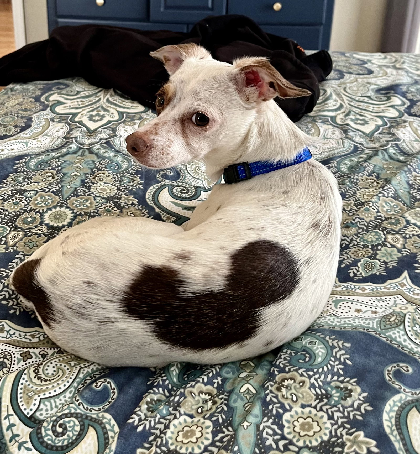 Dog for Adoption - Mickey Mouse, a Chihuahua in Pinellas County, FL ...
