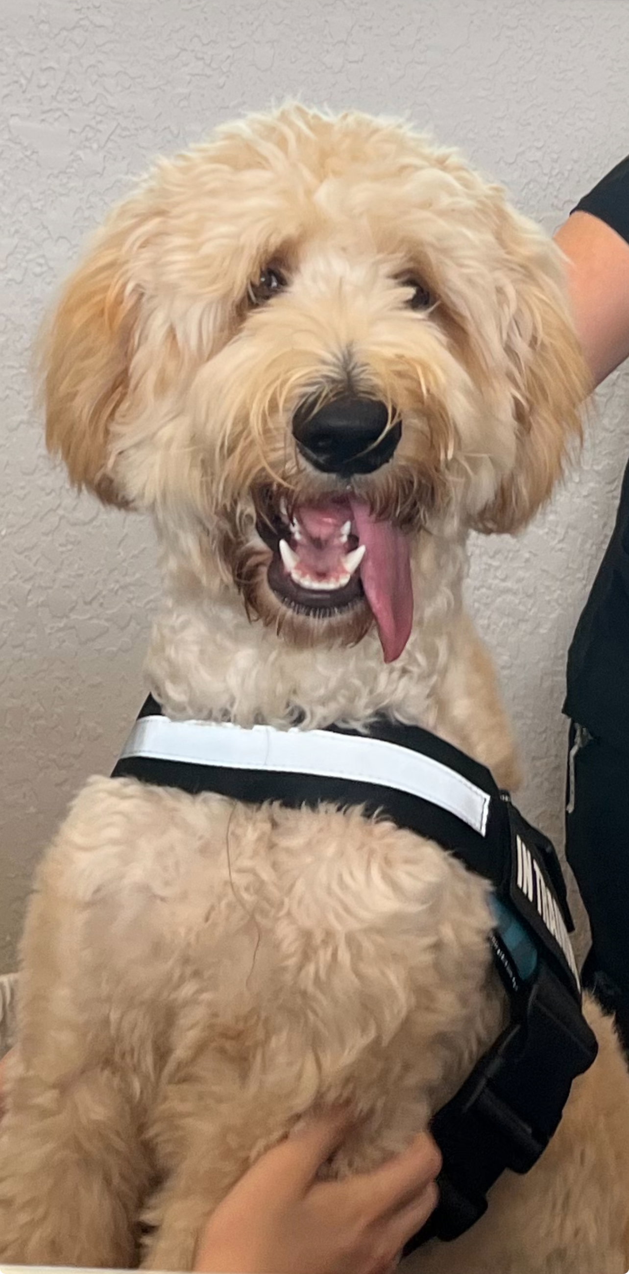 Dog for Adoption - Reggie, a Golden Retriever in Sarasota County, FL ...