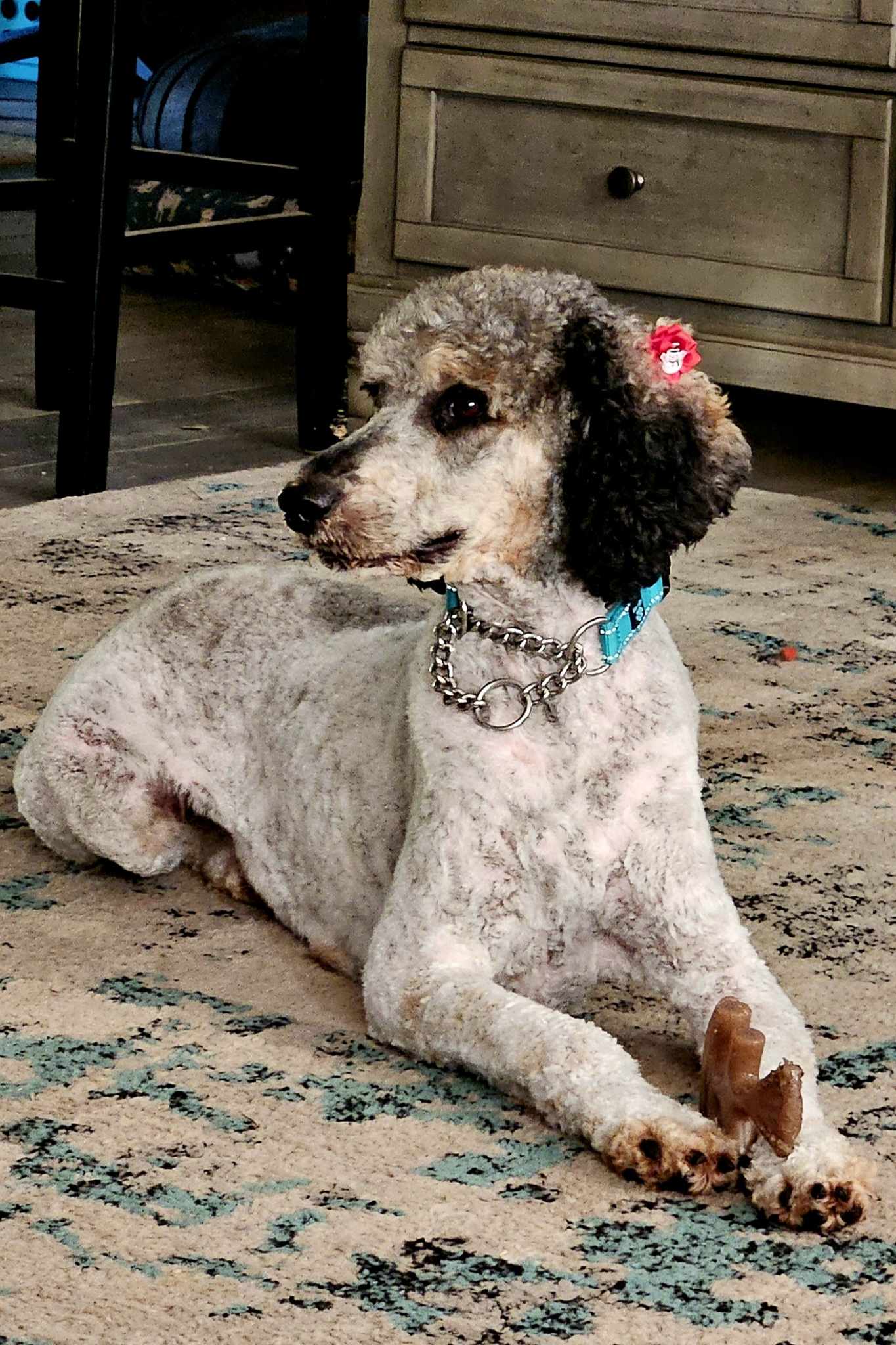 Dog for Adoption - Angie, a Poodle (Standard) in Whitfield, FL | Alpha Paw