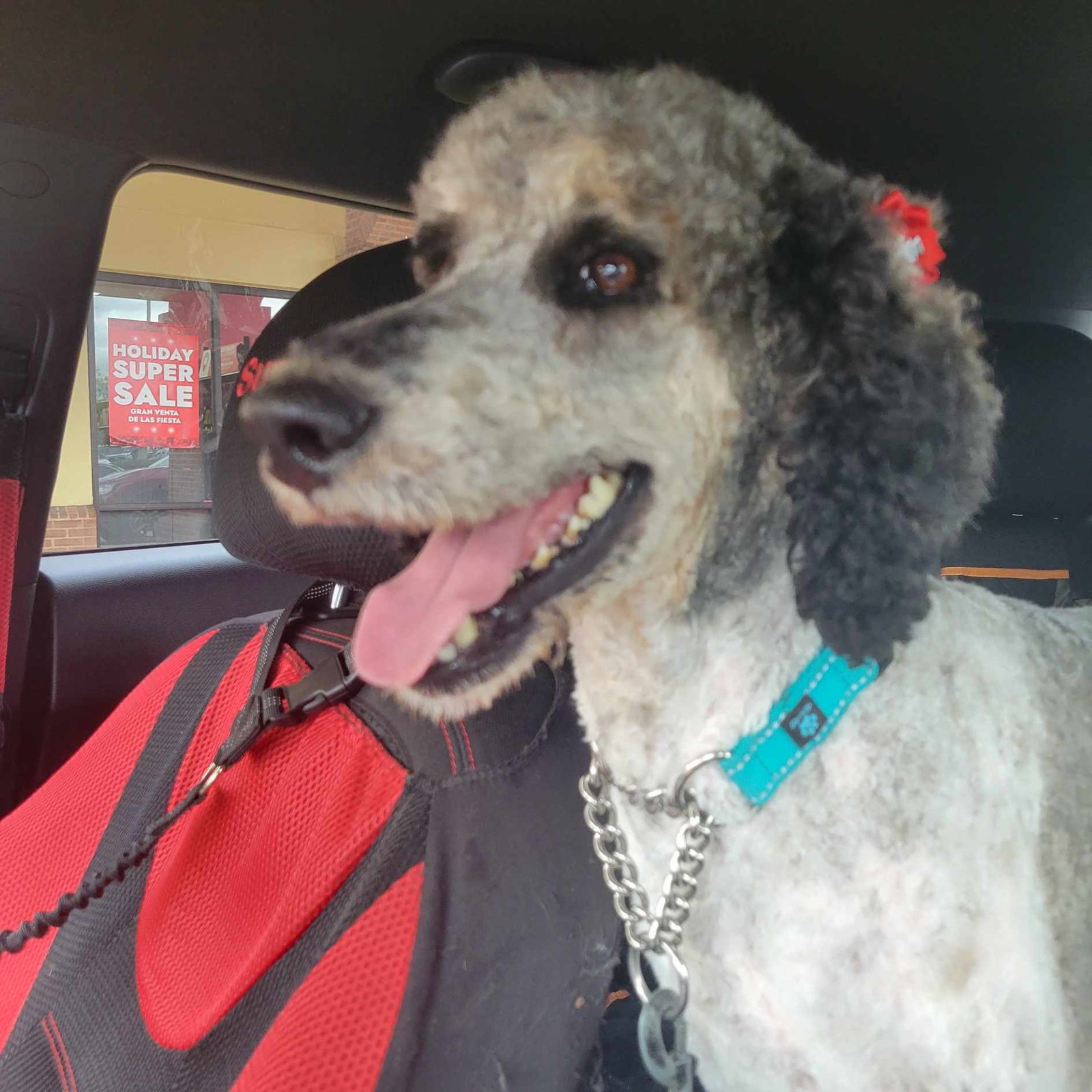 Dog for Adoption - Angie, a Poodle (Standard) in Treasure Island, FL ...