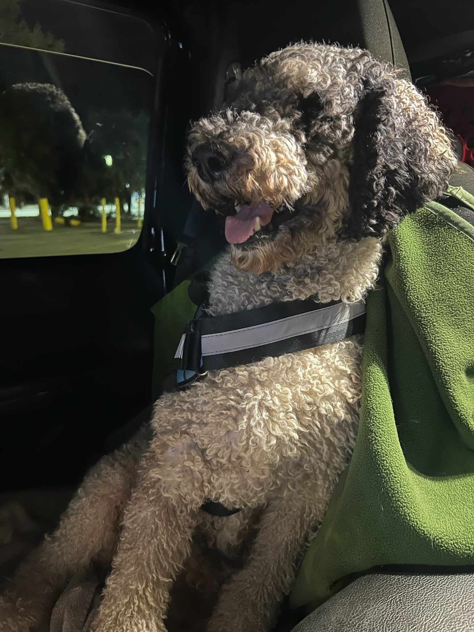 Dog for Adoption - Angie, a Poodle (Standard) in Whitfield, FL | Alpha Paw