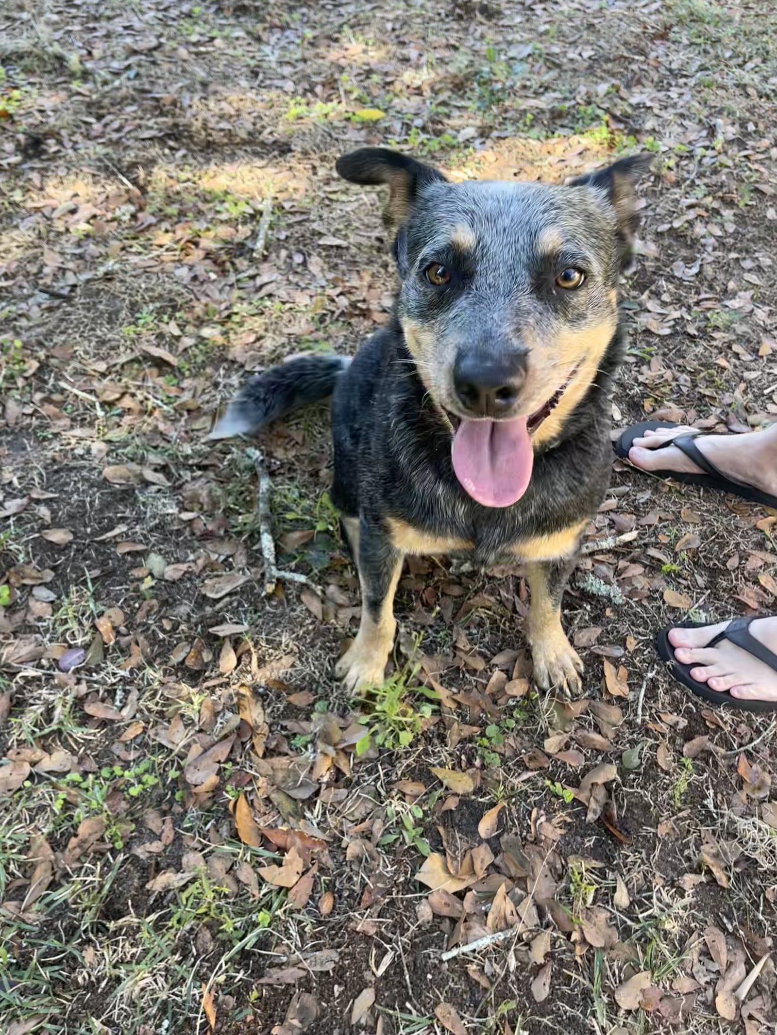 Dog for Adoption - Blue, a Australian Cattle Dog/Blue Heeler in Highland City, FL | Alpha Paw
