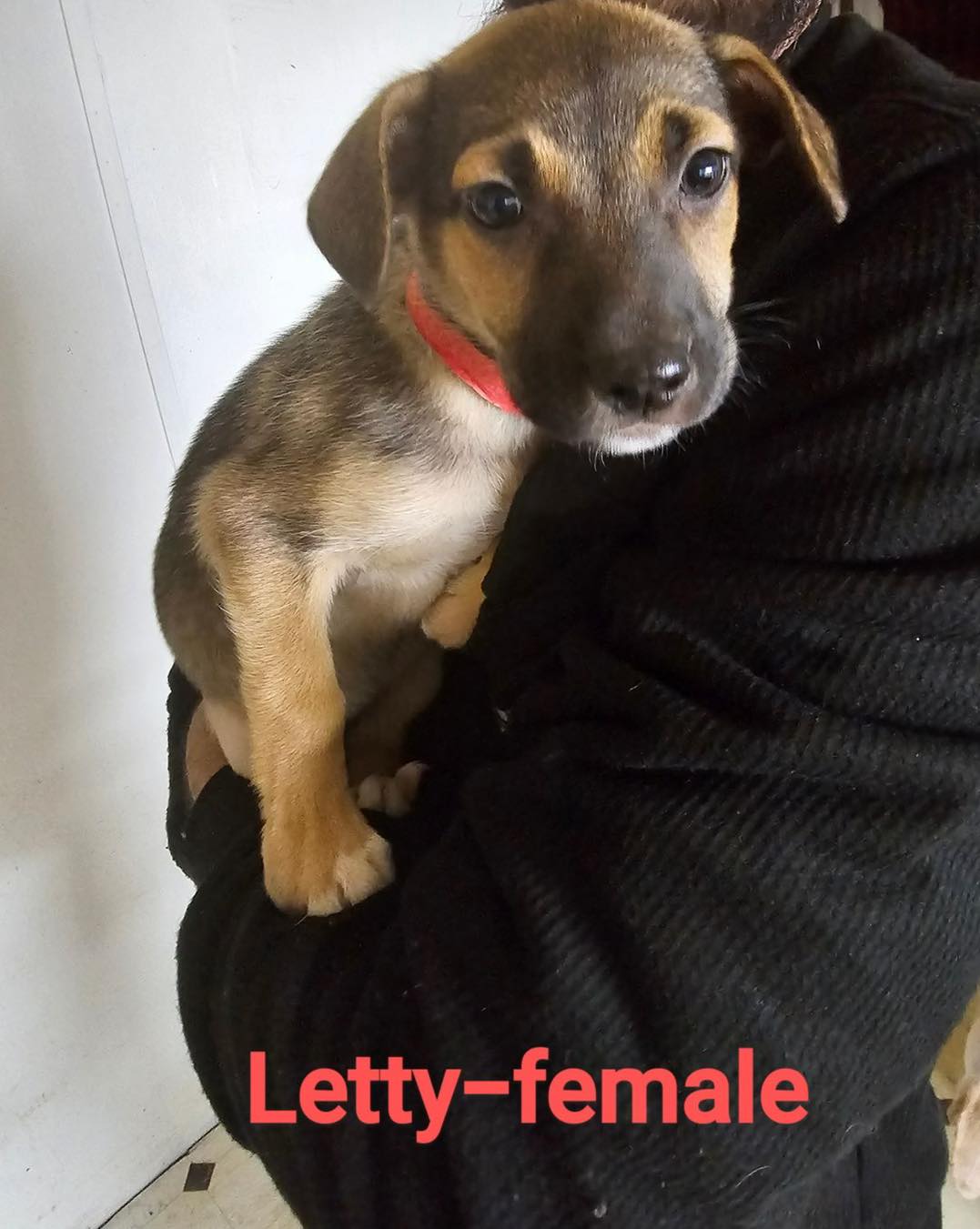 Dog for Adoption - Letty Puppy, a German Shepherd Dog in Zephyrhills ...
