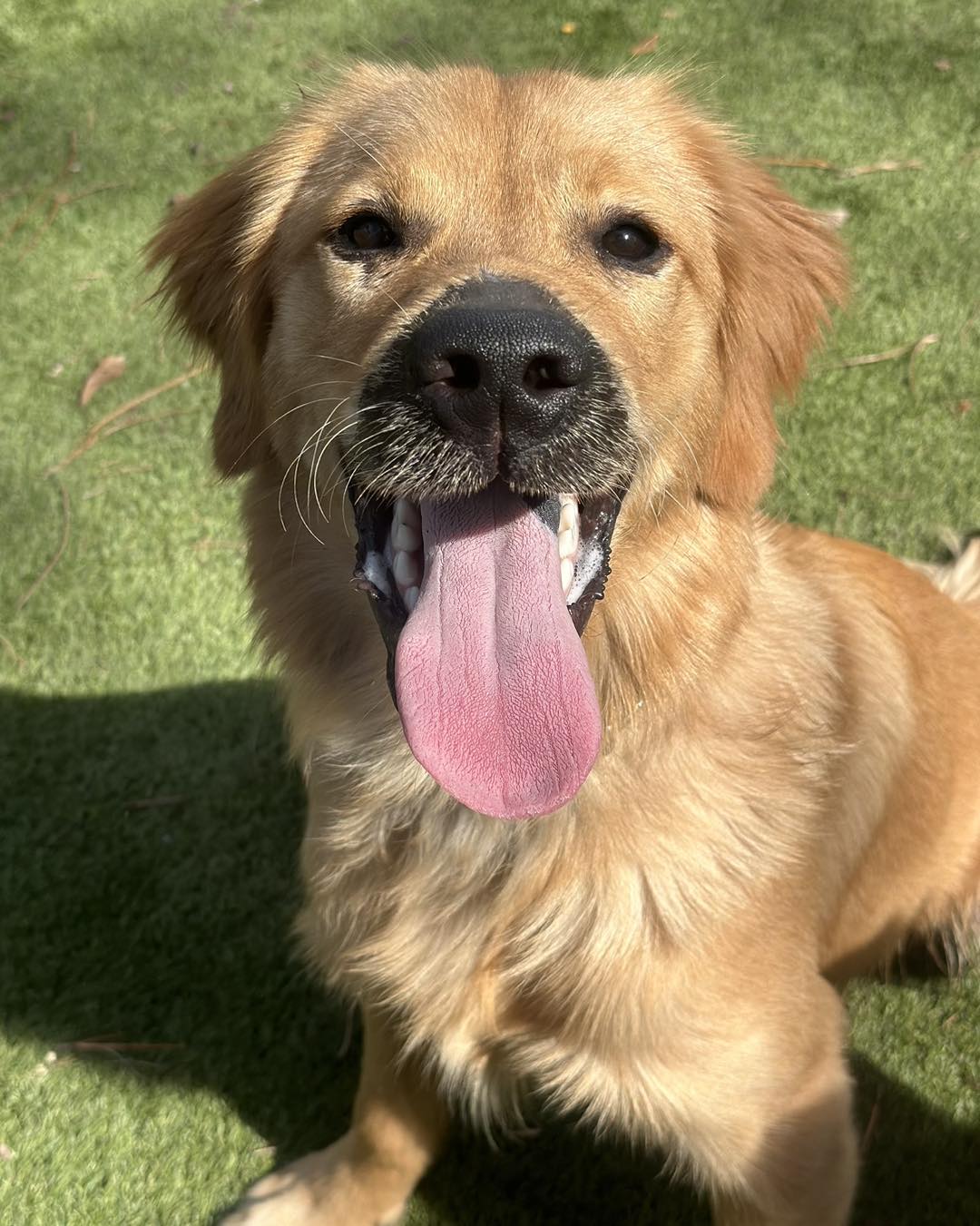 Dog for Adoption - Harrison, a Golden Retriever in Redington Shores, FL ...