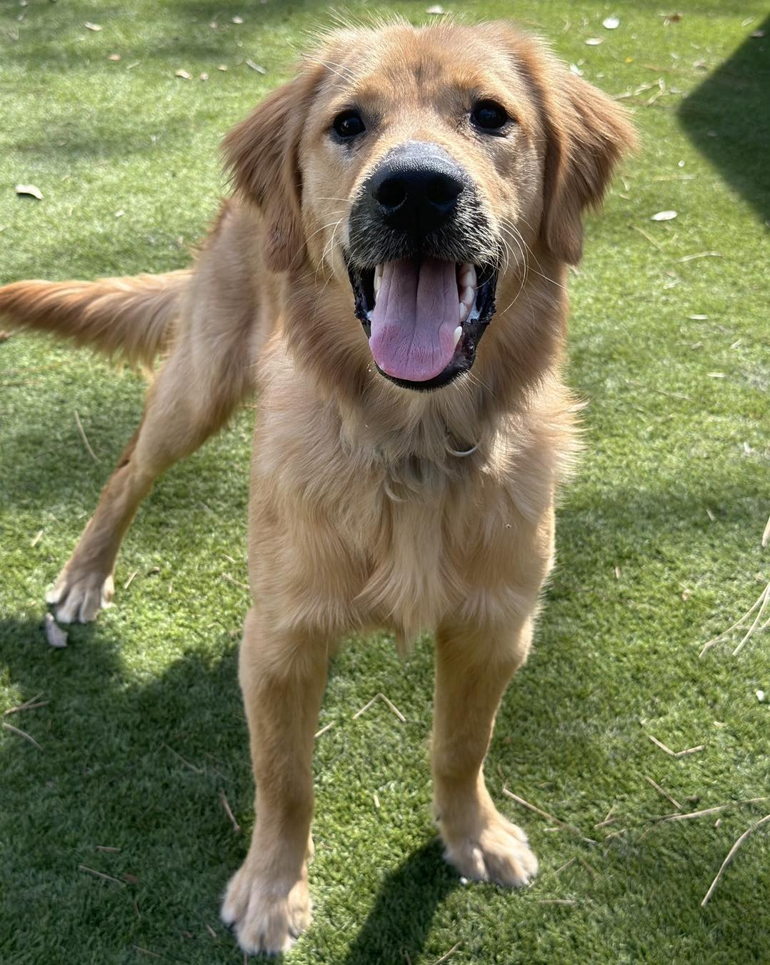 Dog for Adoption - Harrison, a Golden Retriever in Cortez, FL | Alpha Paw