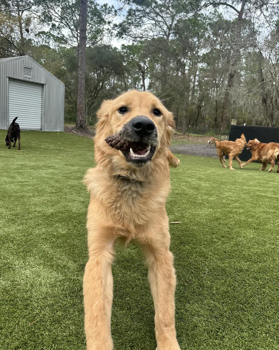Dog for Adoption - Harrison, a Golden Retriever in Lakeland, FL | Alpha Paw