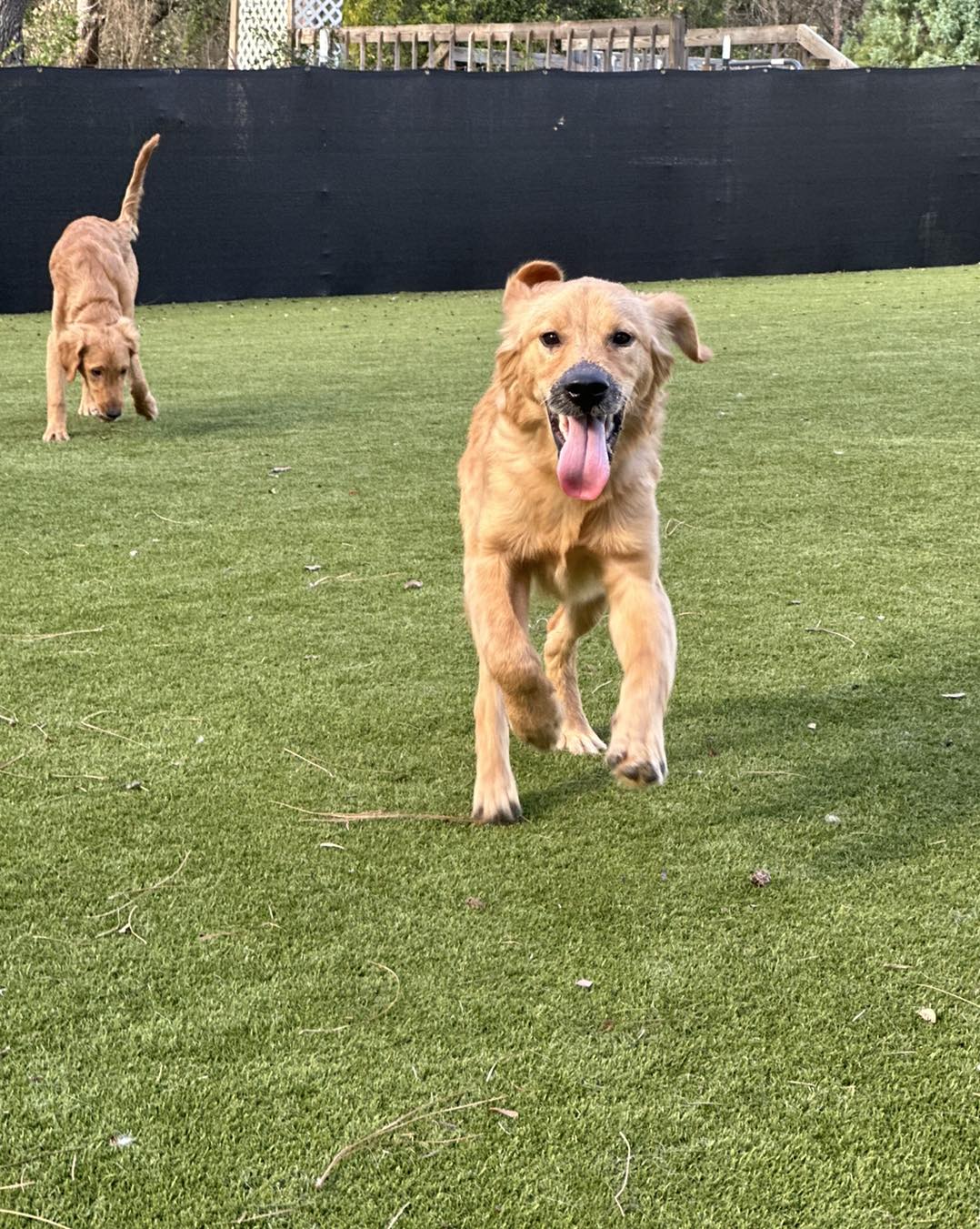 Dog for Adoption - Harrison, a Golden Retriever in Redington Shores, FL ...