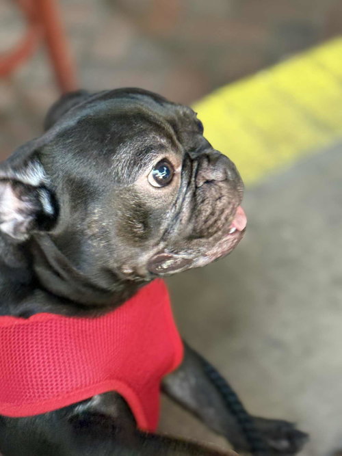 Mugsy's Web Page