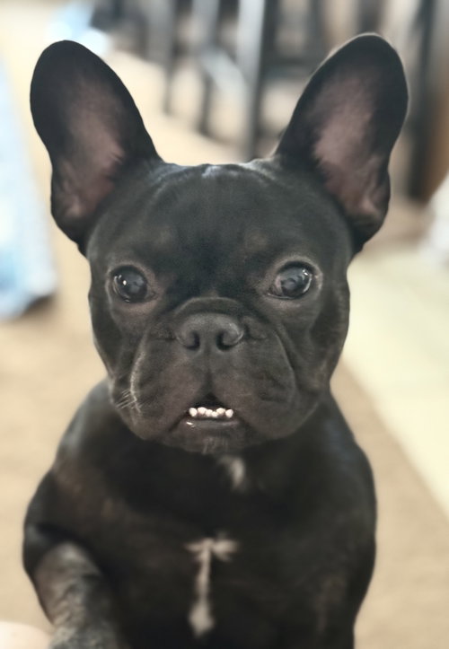 mugsy-s-web-page