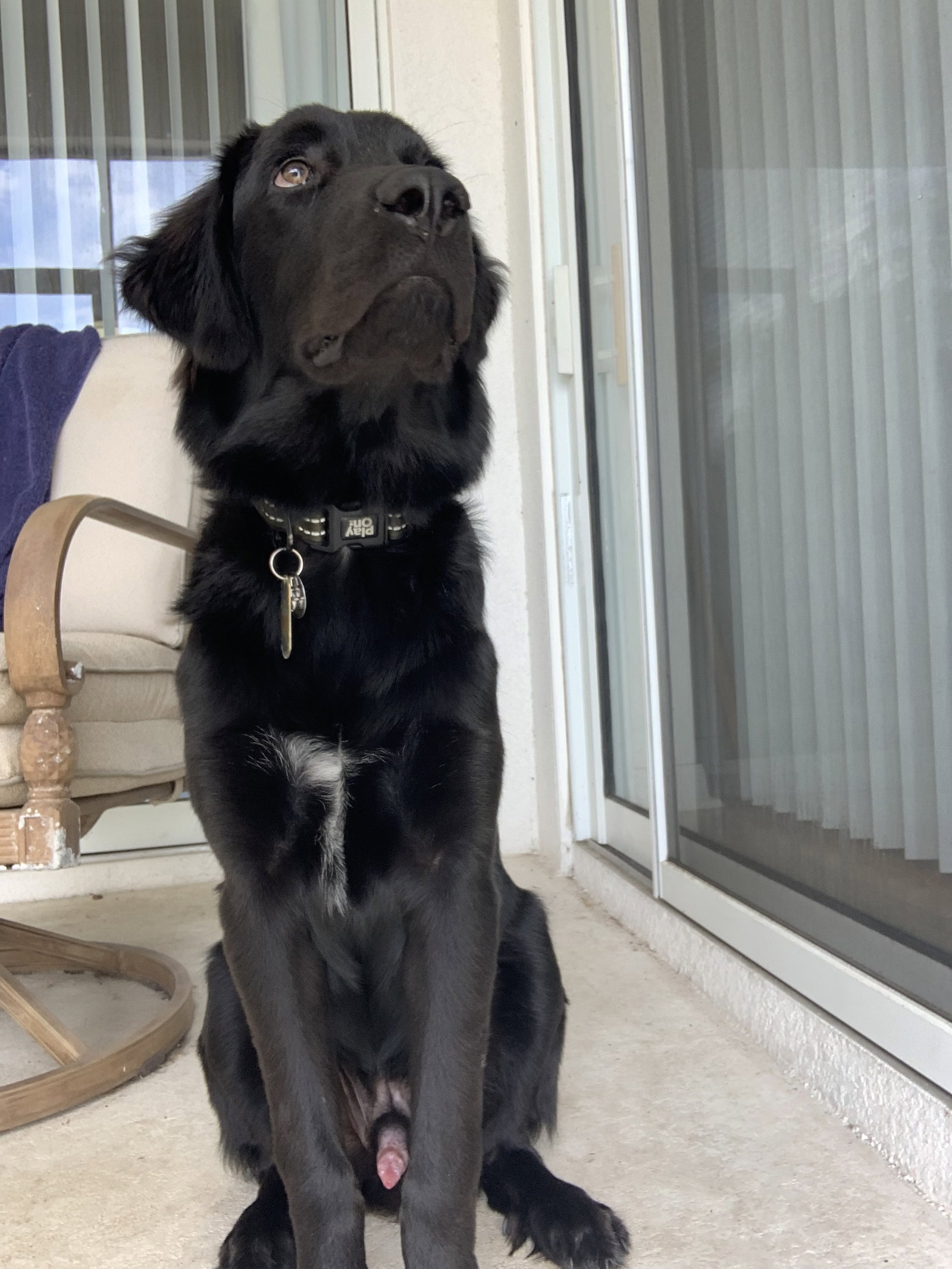 Dog for Adoption - Tracker, a Newfoundland Dog in Lakeland, FL | Alpha Paw
