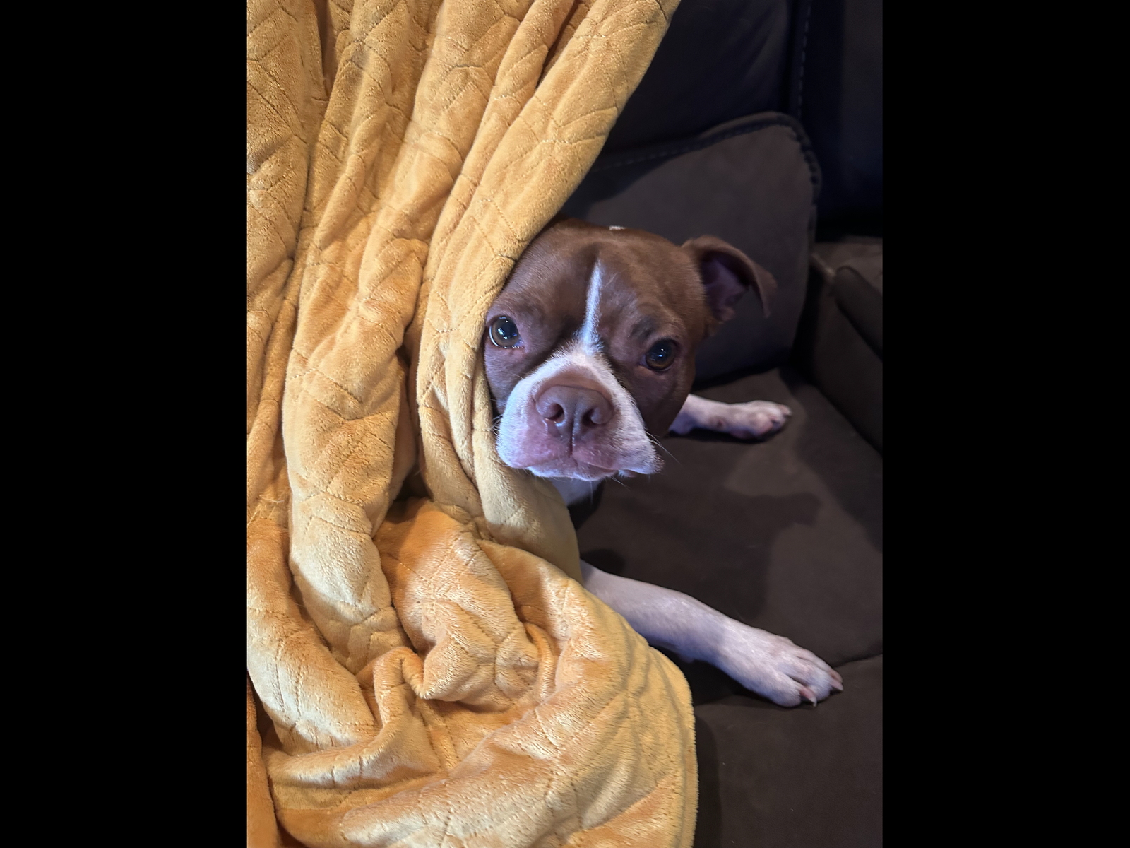 Milo's Web Page