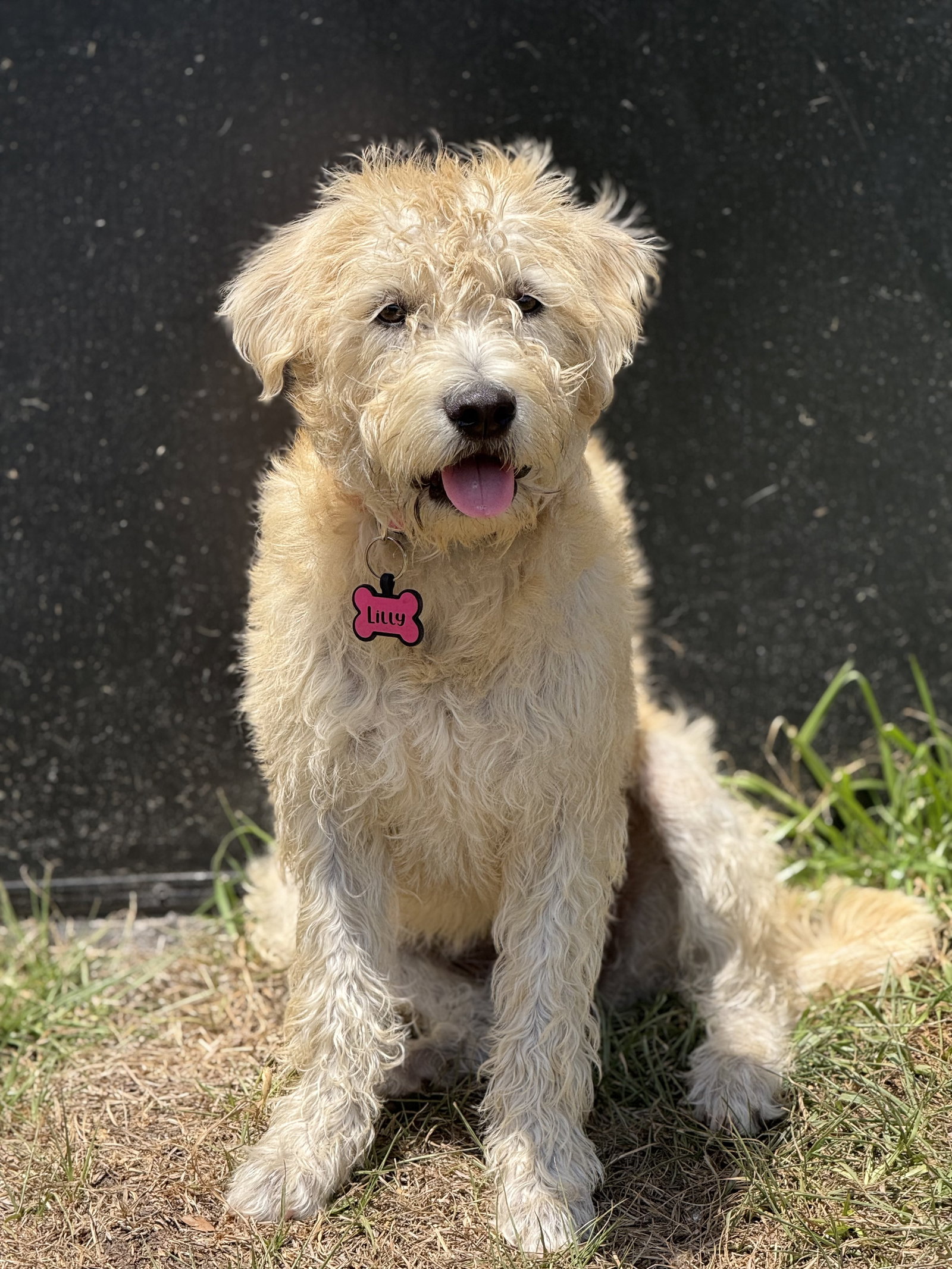 Lilly Mae's Web Page
