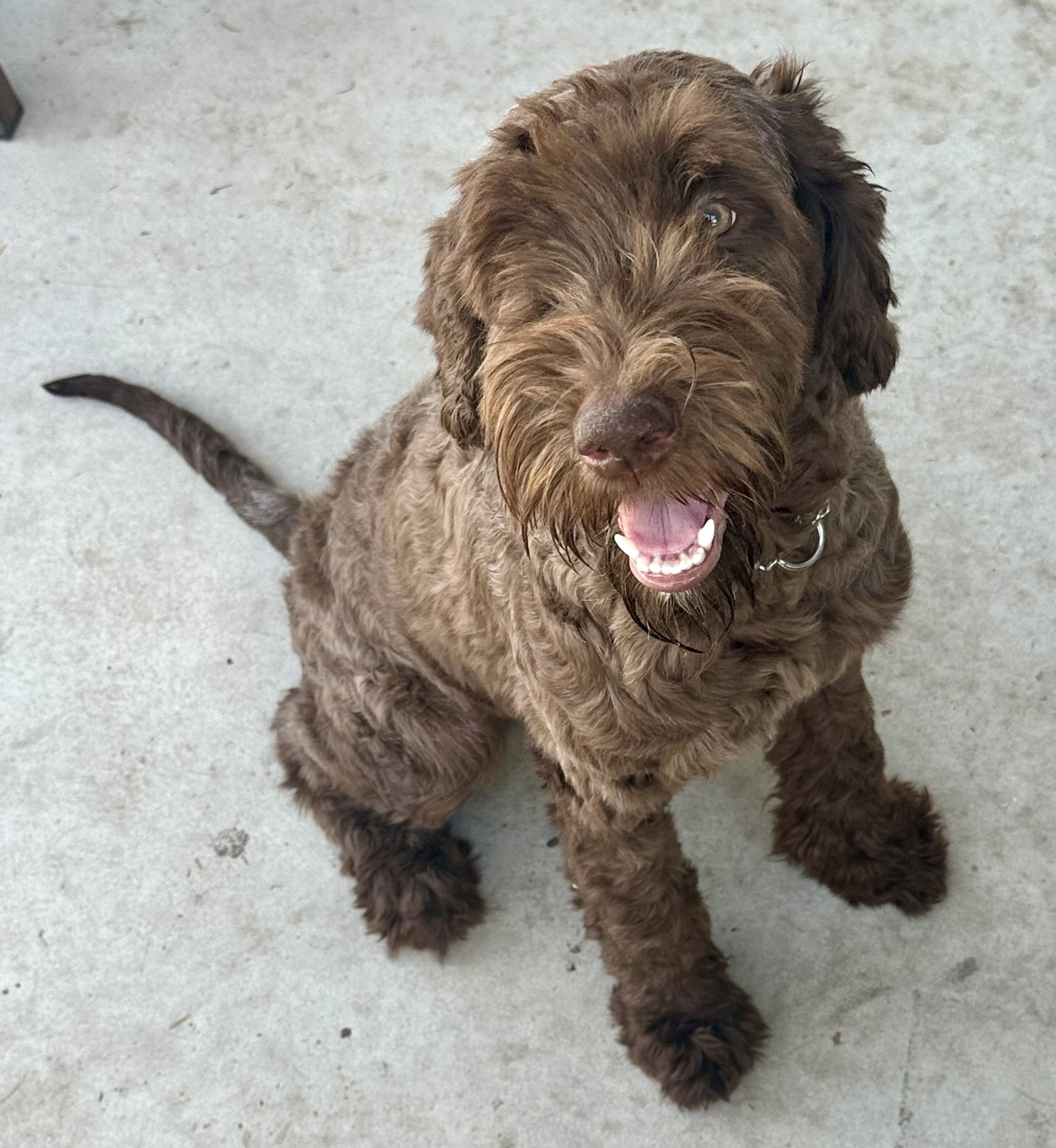 Cinnamon LabD's Web Page