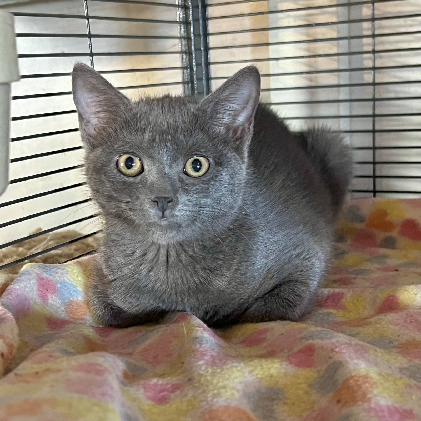 Cats for Adoption in Covington, Louisiana | Alpha Paw