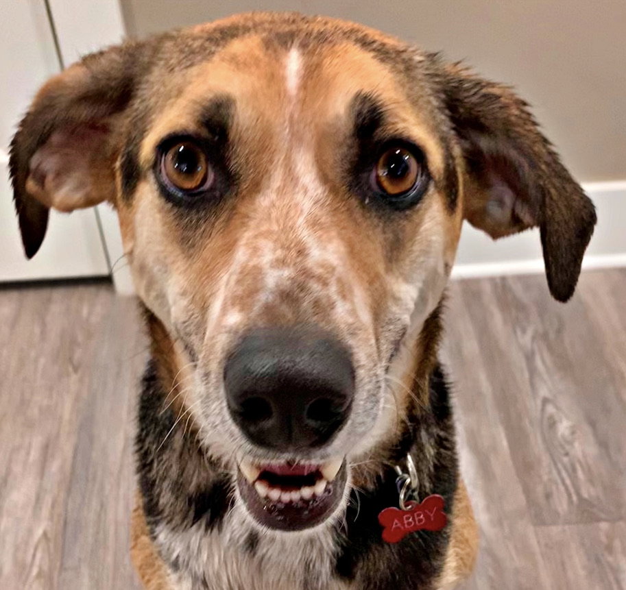 Dog for Adoption - Abby - (Adoption Sponsored), a Hound in Nyssa, OR ...