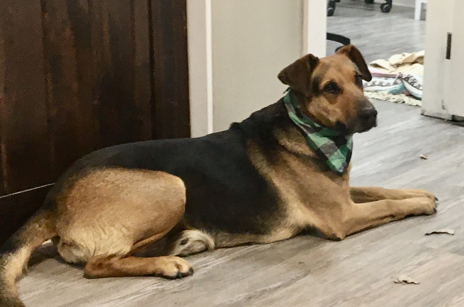 Dog for Adoption - Sally - (In Foster) (Adoption Sponsored), a German ...