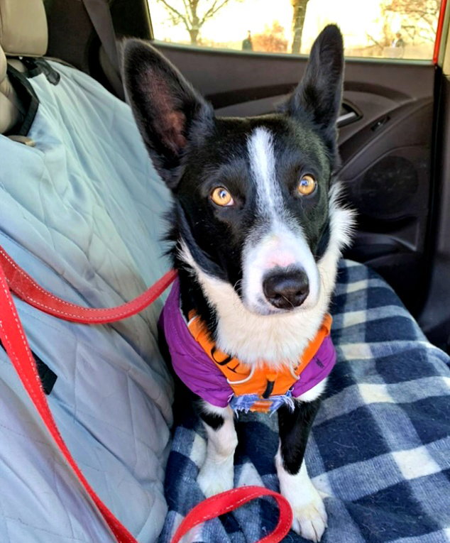 Dog for Adoption - Shiloh, a Corgi in Ontario, OR | Alpha Paw