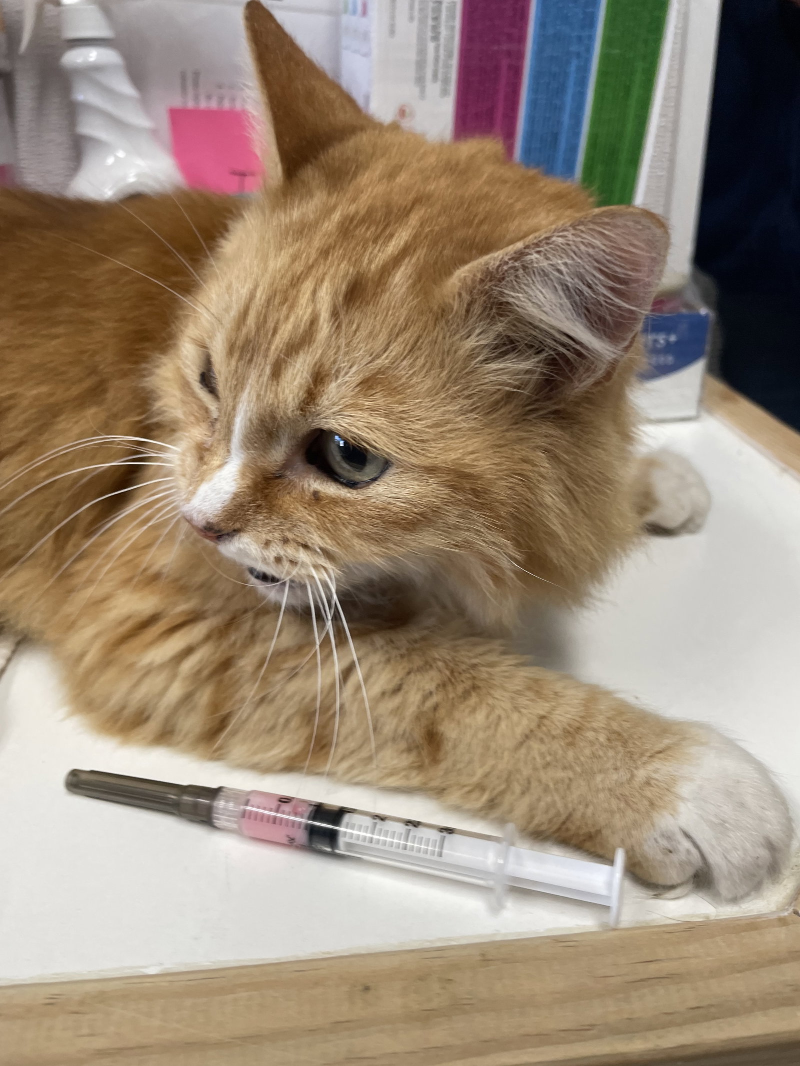 Cat adoption in Emmett, ID 83617: Domestic Long Hair (long coat) Cat ...