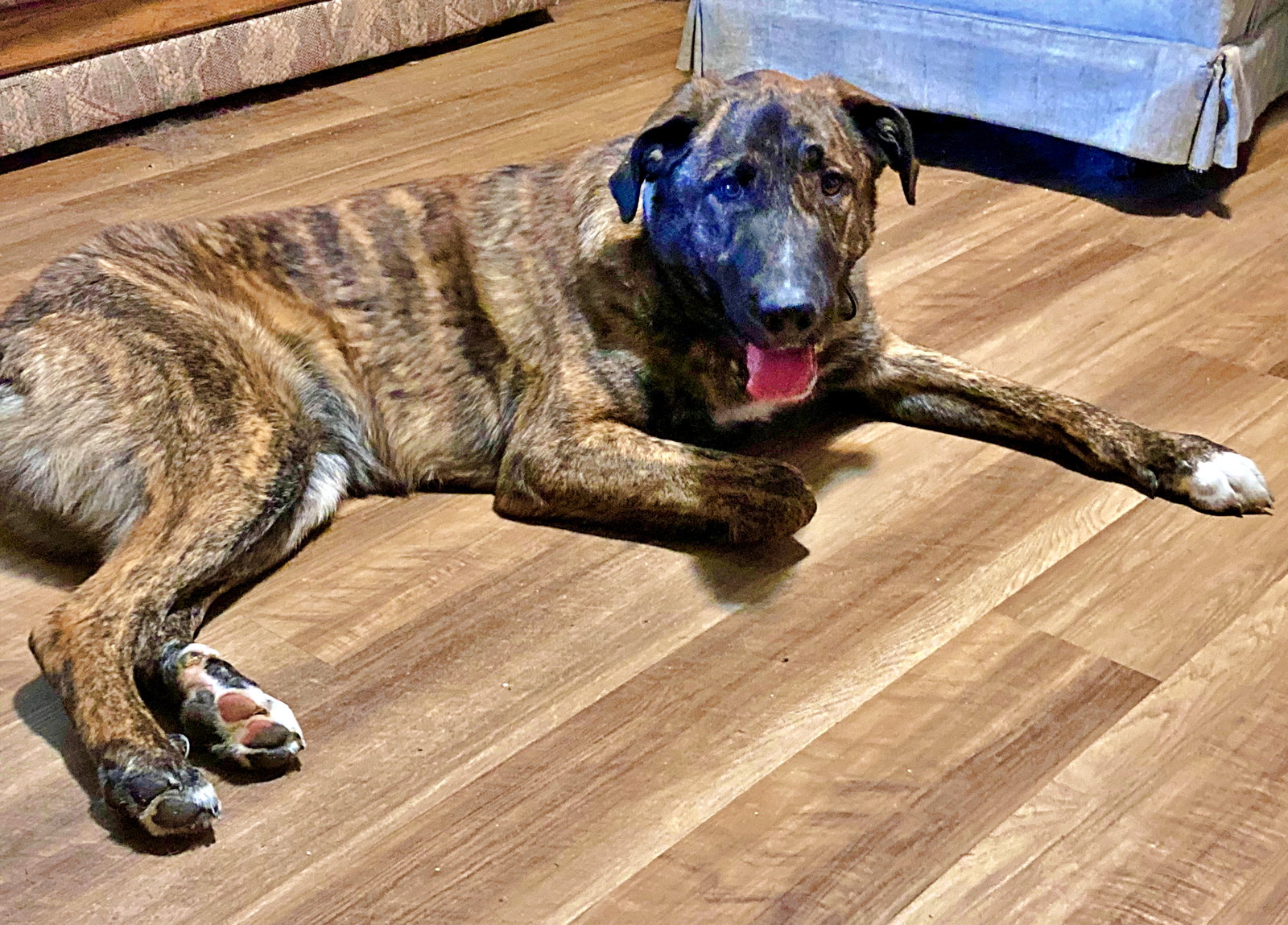 Dog for Adoption - Shunka - Adoption Sponsored!, a Dutch Shepherd in ...