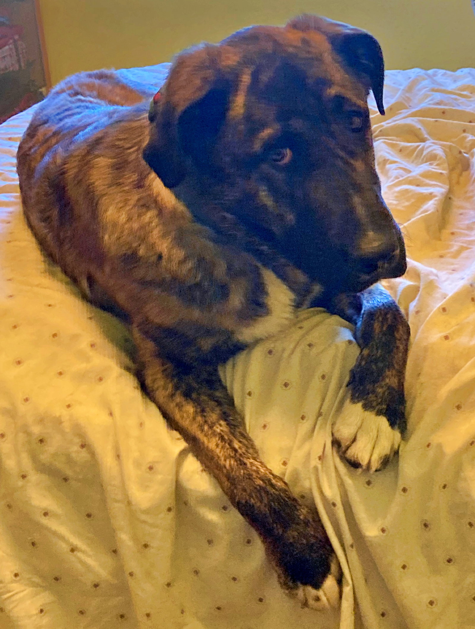 Dog for Adoption - Shunka - Adoption Sponsored!, a Dutch Shepherd in ...
