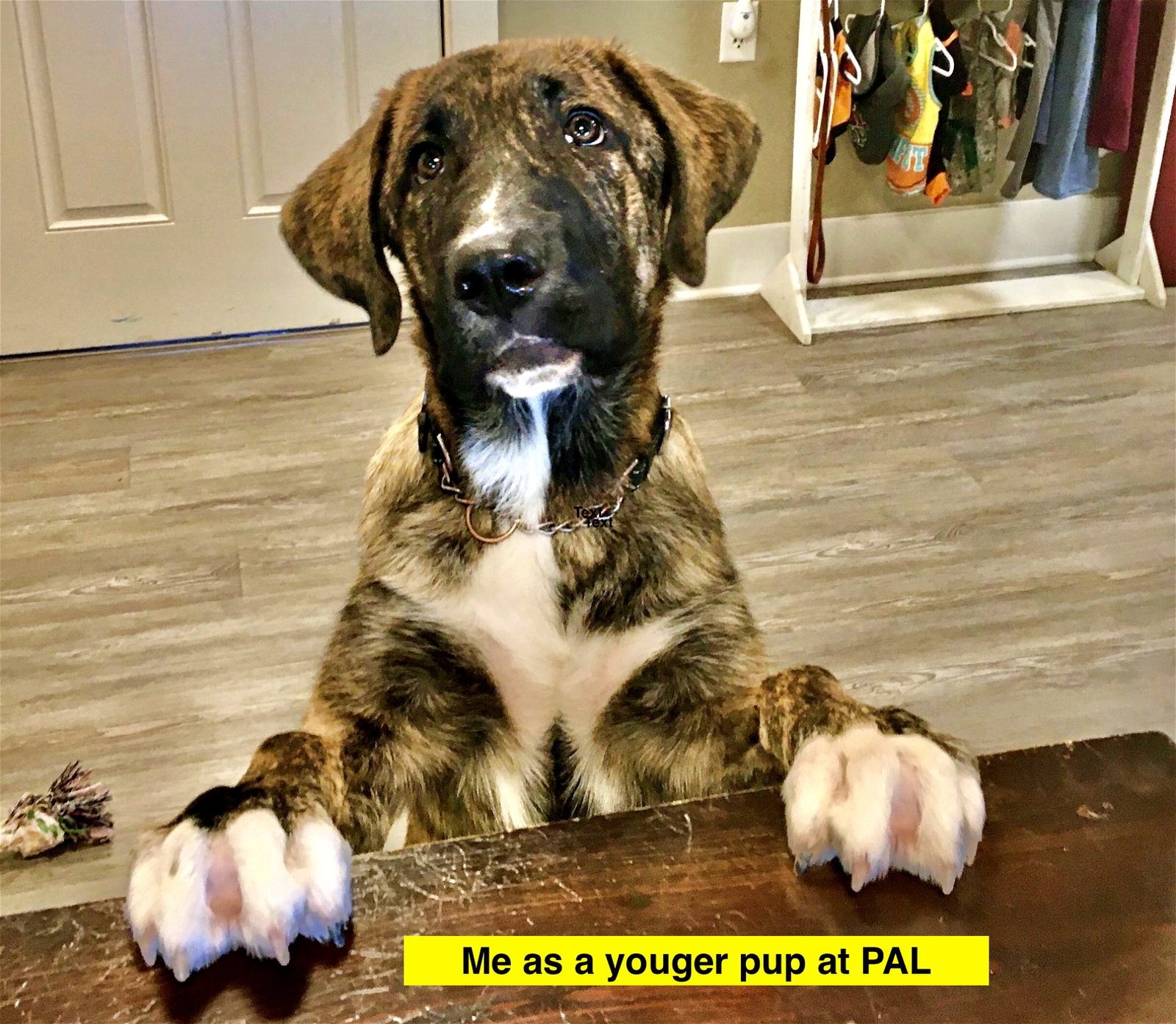 Dog for Adoption - Shunka - Adoption Sponsored!, a Dutch Shepherd in ...