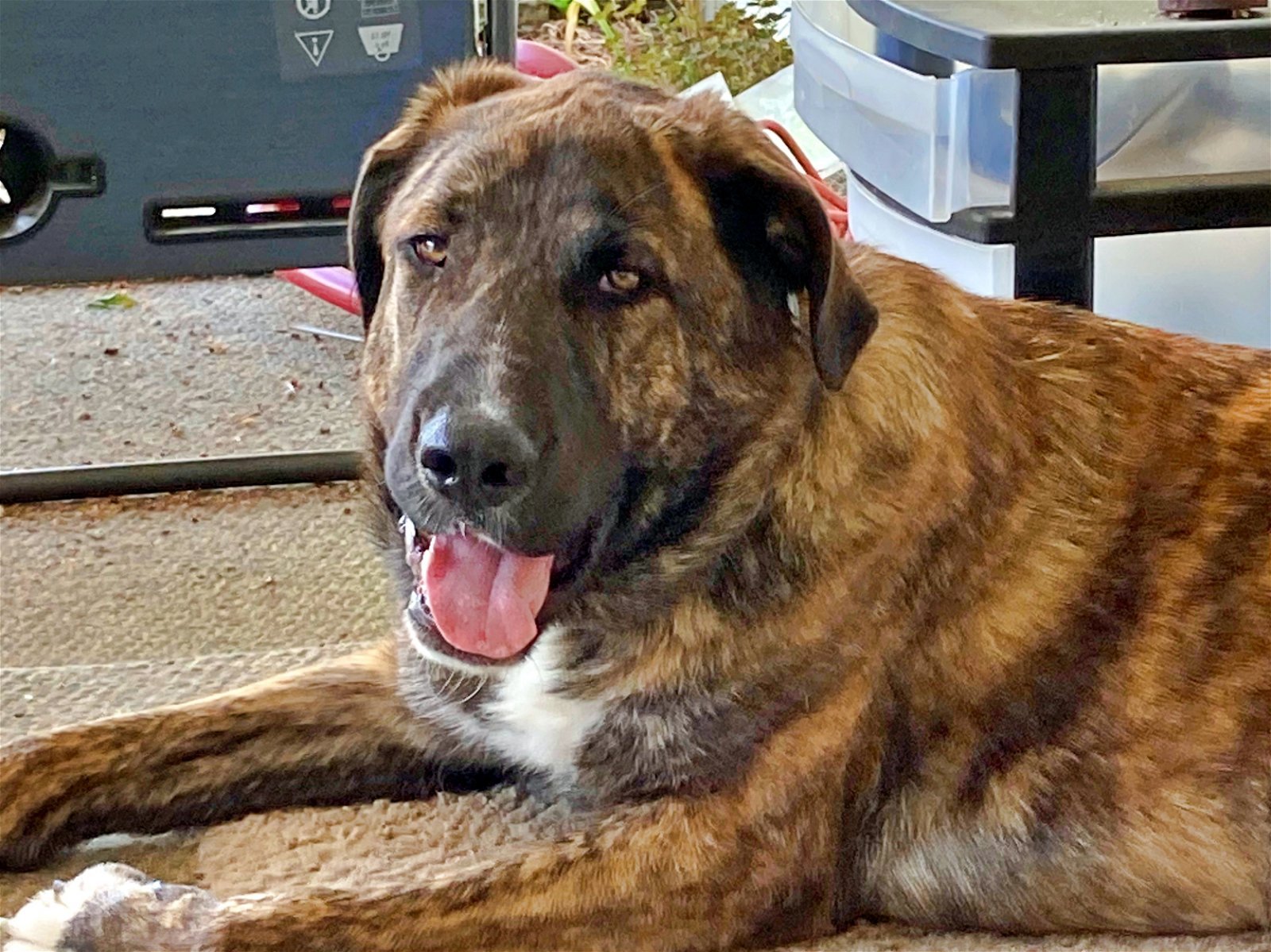 Dog for Adoption - Shunka - Adoption Sponsored!, a Dutch Shepherd in ...