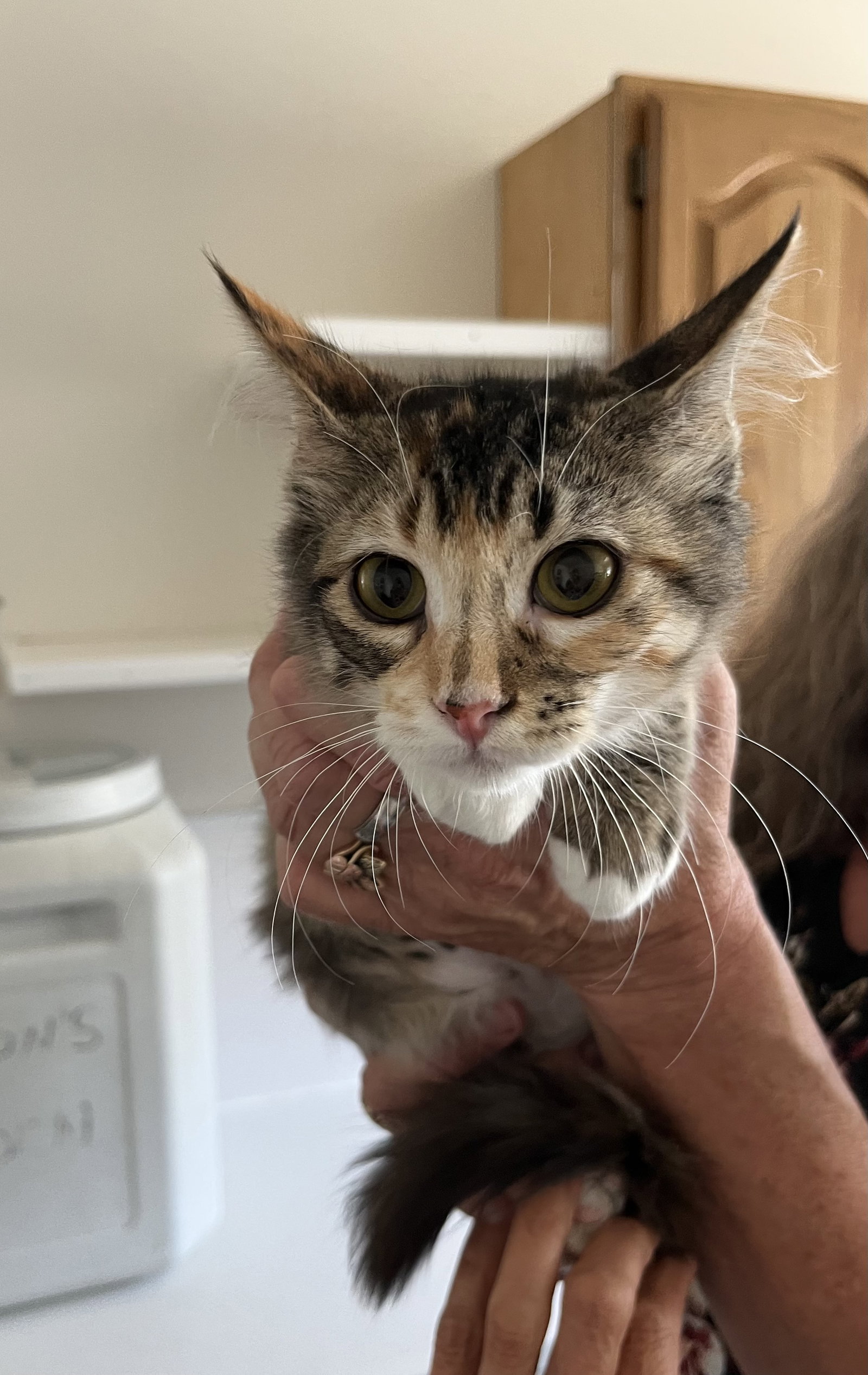 Cats for Adoption in Boise, Idaho | Alpha Paw