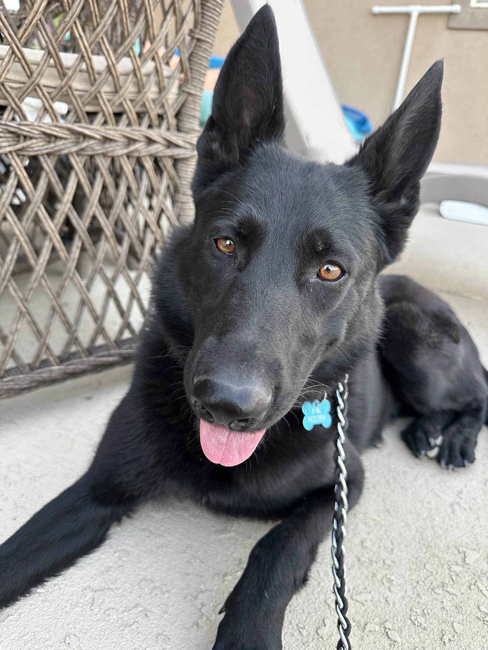 Dog for Adoption - Raven, a Shepherd in Ontario, OR | Alpha Paw