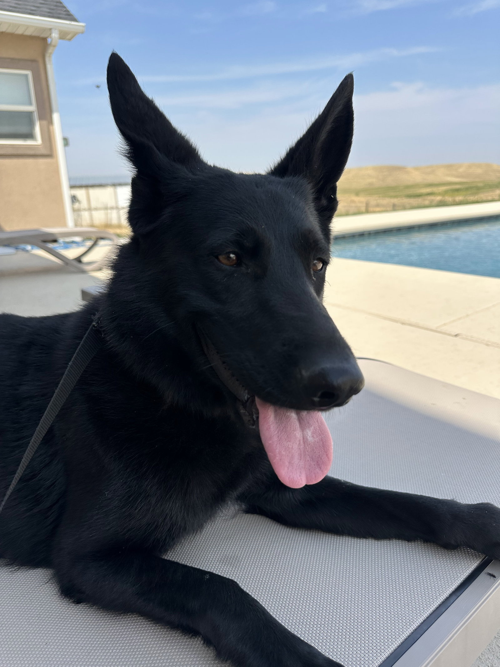 Dog for Adoption - Raven, a Shepherd in Vale, OR | Alpha Paw
