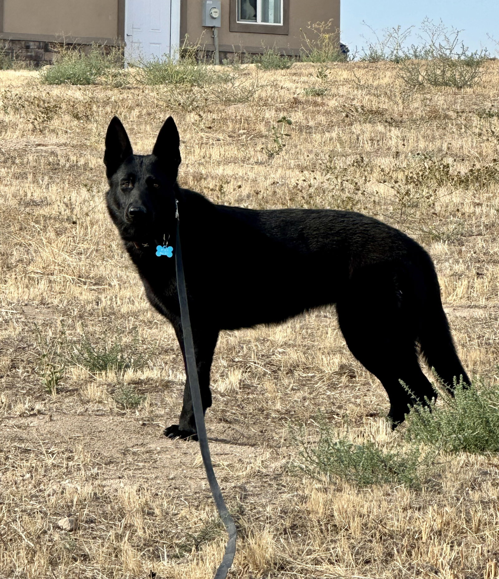 Dog for Adoption - Raven, a Shepherd in Vale, OR | Alpha Paw